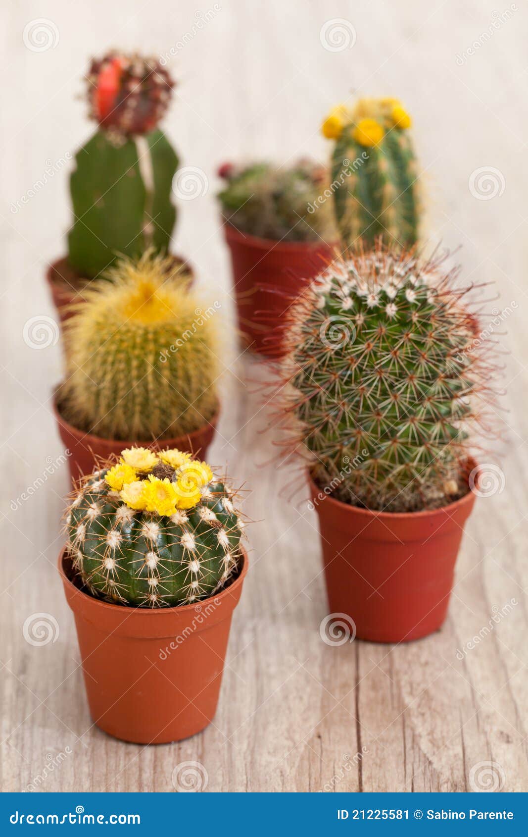 Little Cactus Plant Stock Image - Image: 21225581