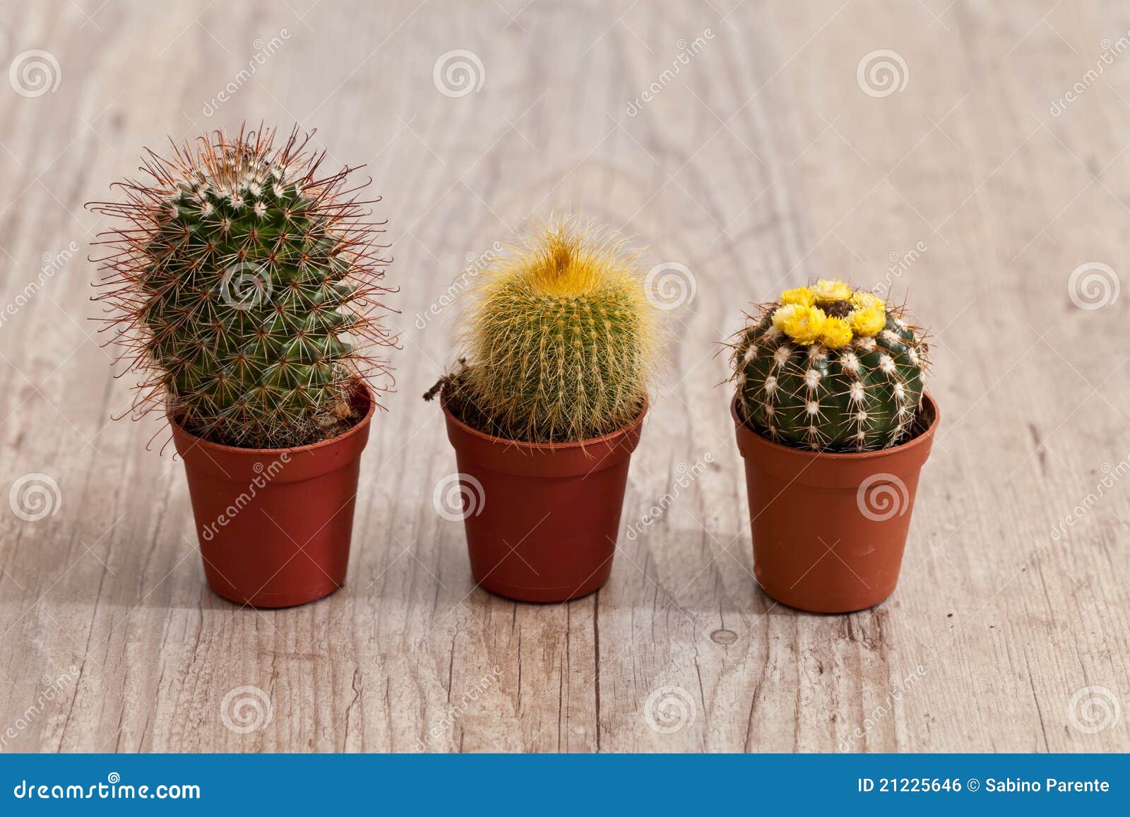 Little Cactus plant stock photo. Image of cute, potted - 21225646