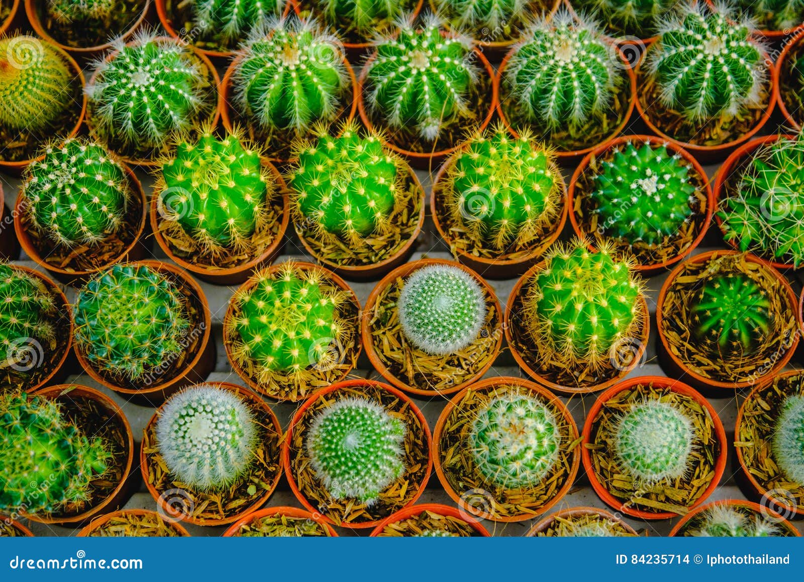 Little Cactus Plant in the Flower Pot Stock Photo - Image of botany ...
