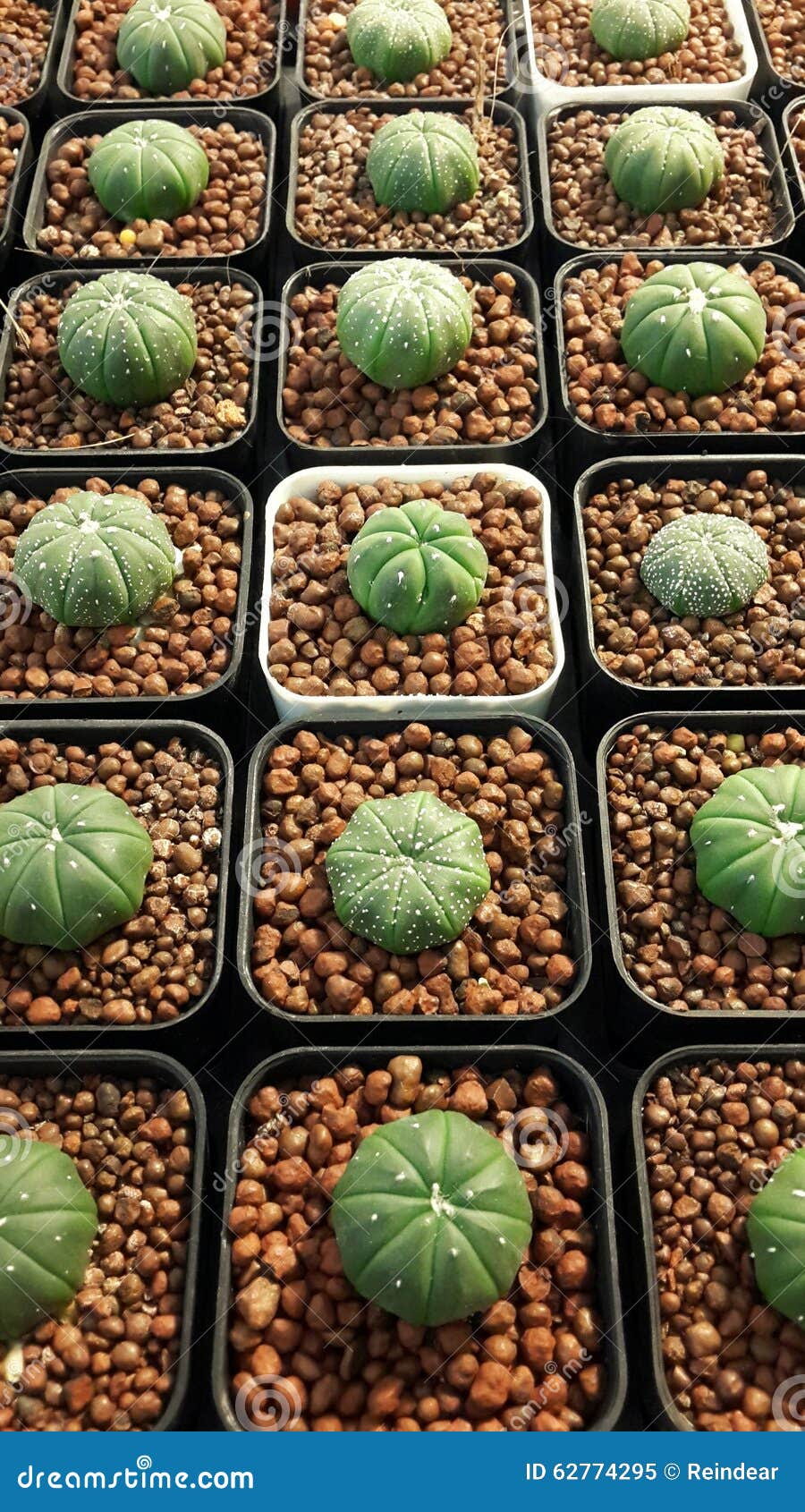 Little cactus stock image. Image of plant, closeup, small - 62774295