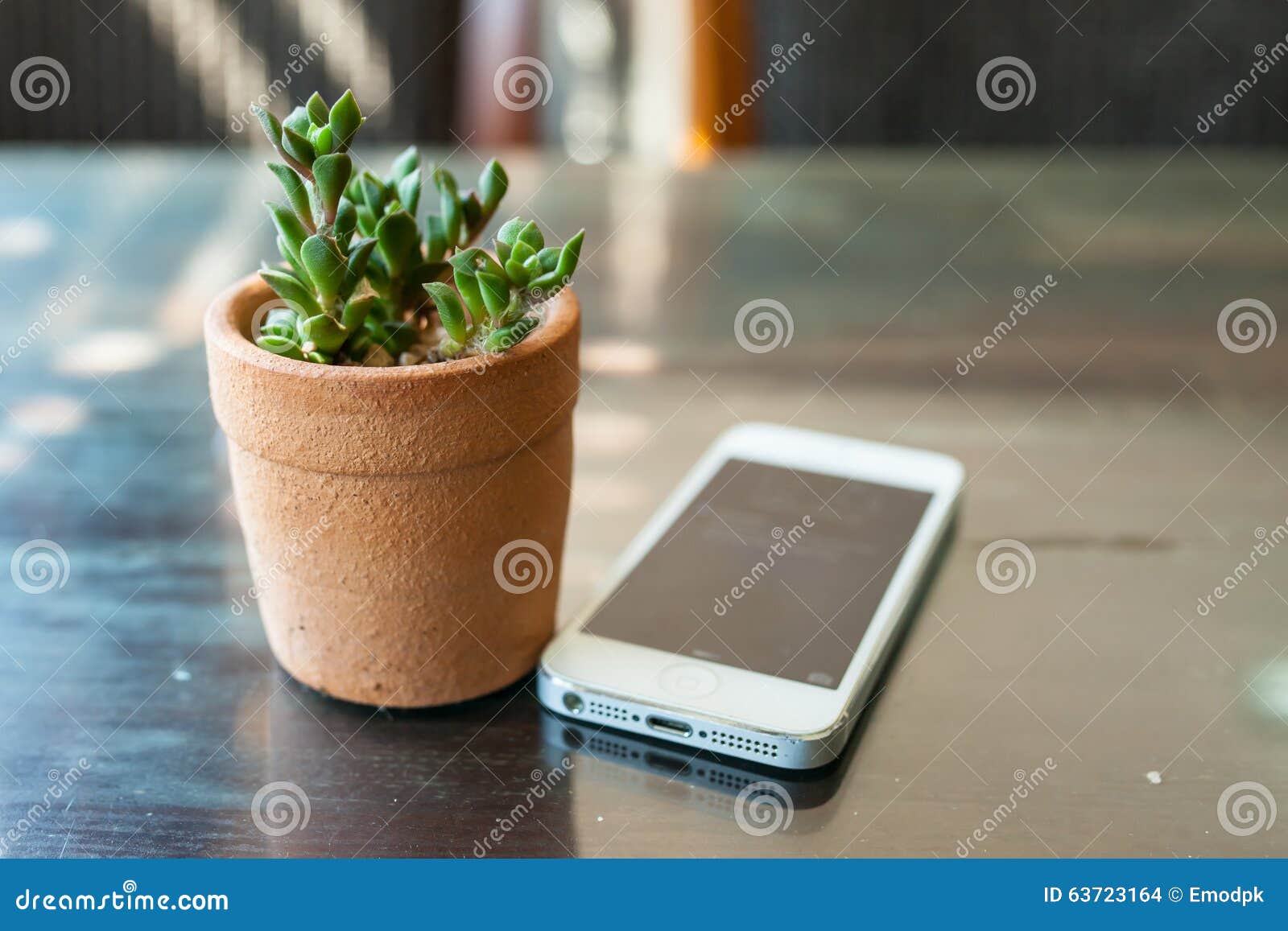 The Little Cactus on the Table Stock Photo - Image of nature, green ...