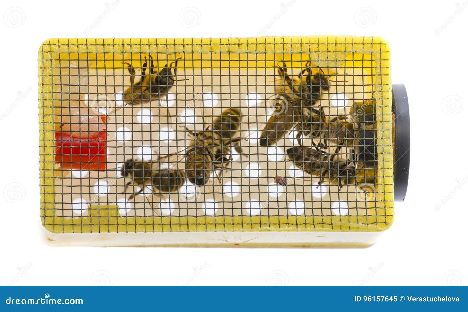 Little cage with bee queen stock image. Image of isolation - 96157645