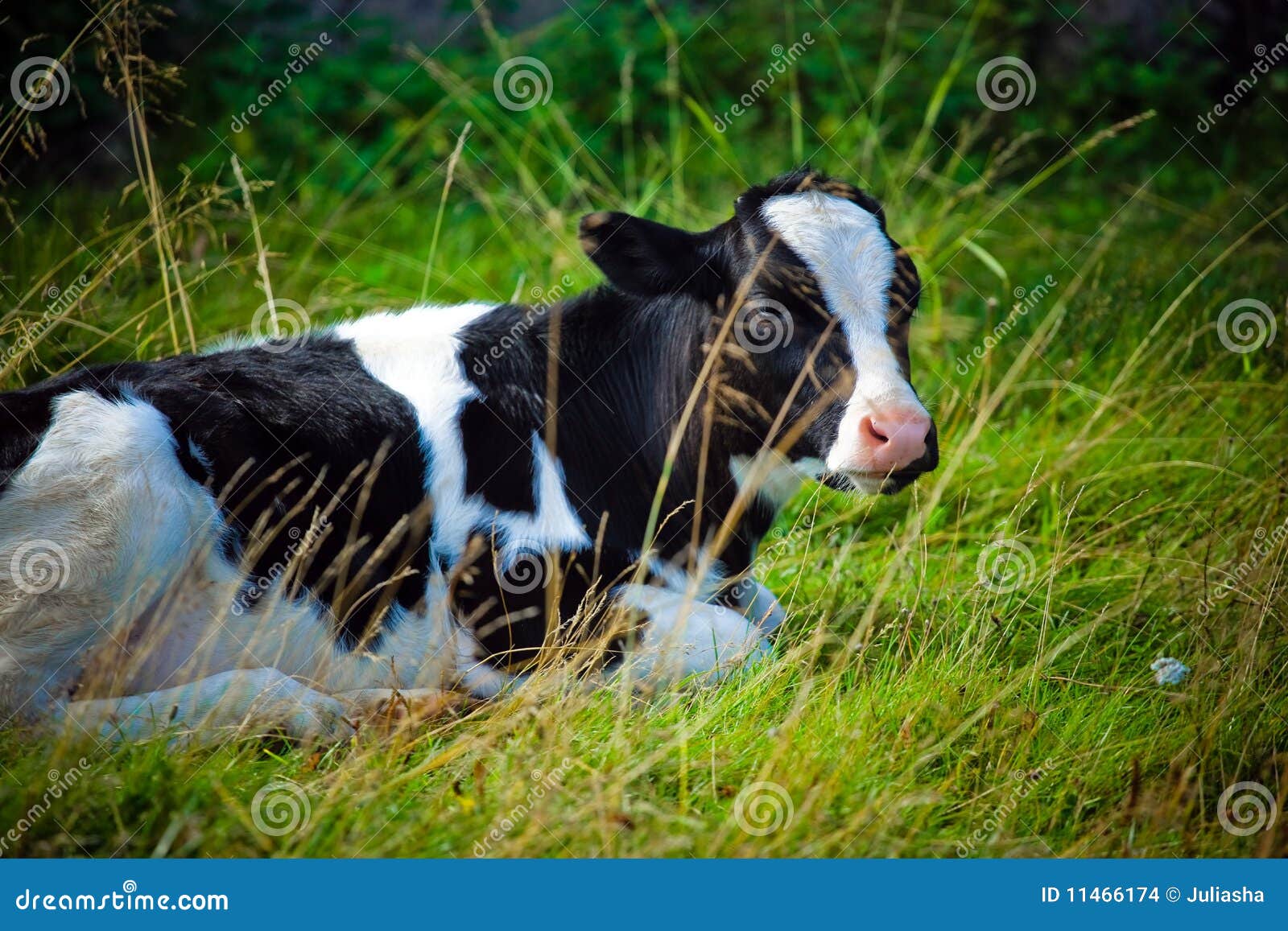 Little Calf stock photo. Image of milk, russian, white - 11466174