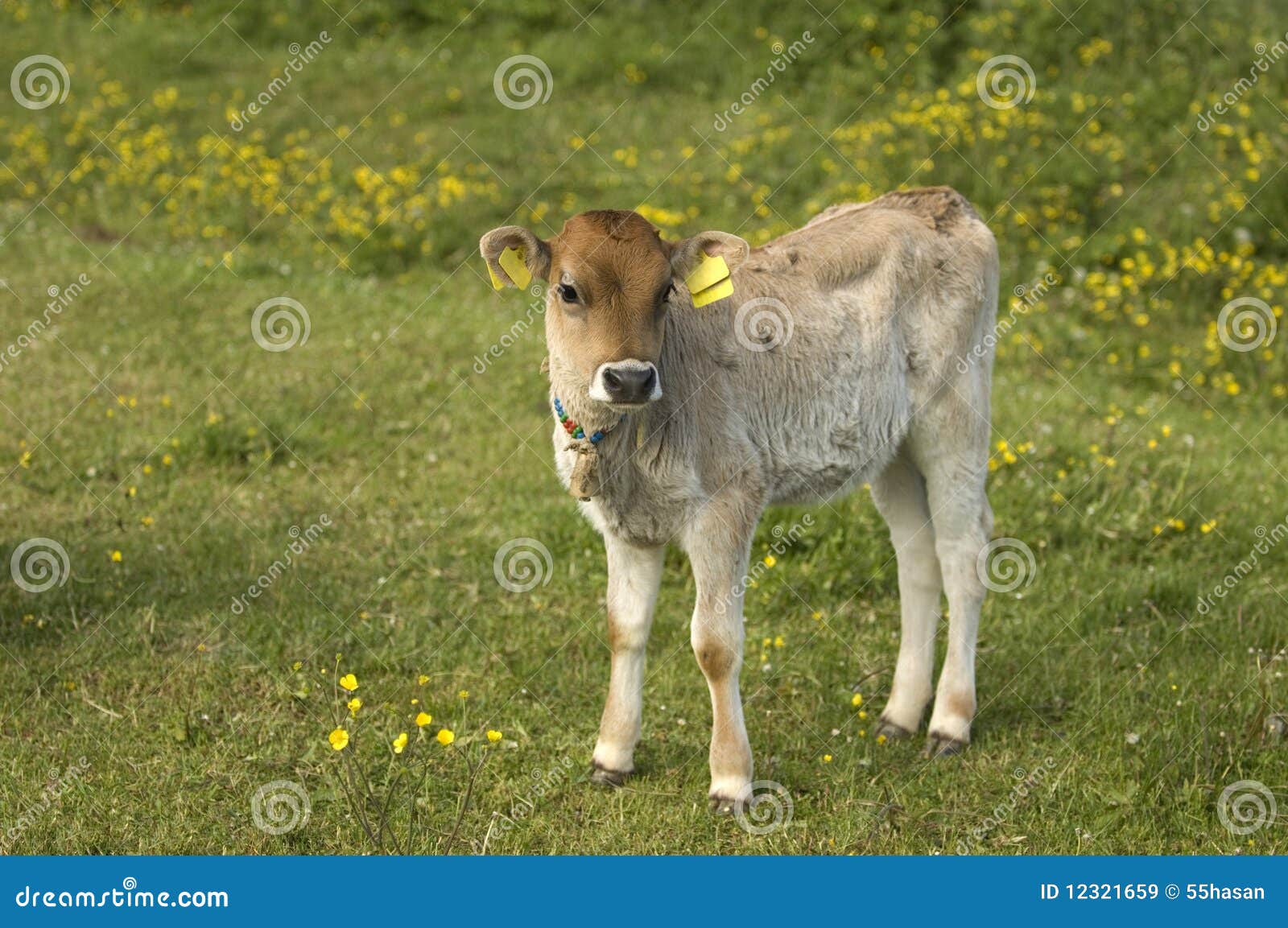 Little calf stock image. Image of animal, turkey, horizontal - 12321659