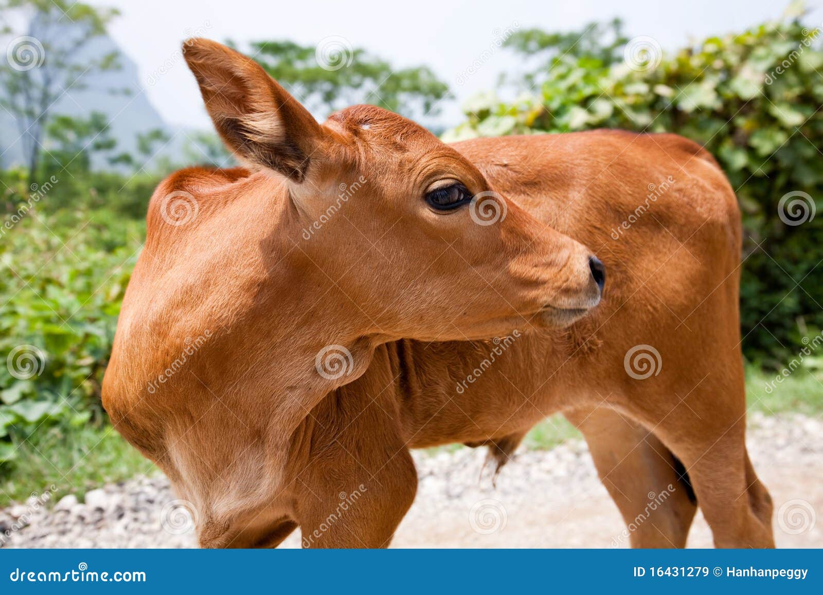 Little calf stock image. Image of staring, farm, young - 16431279