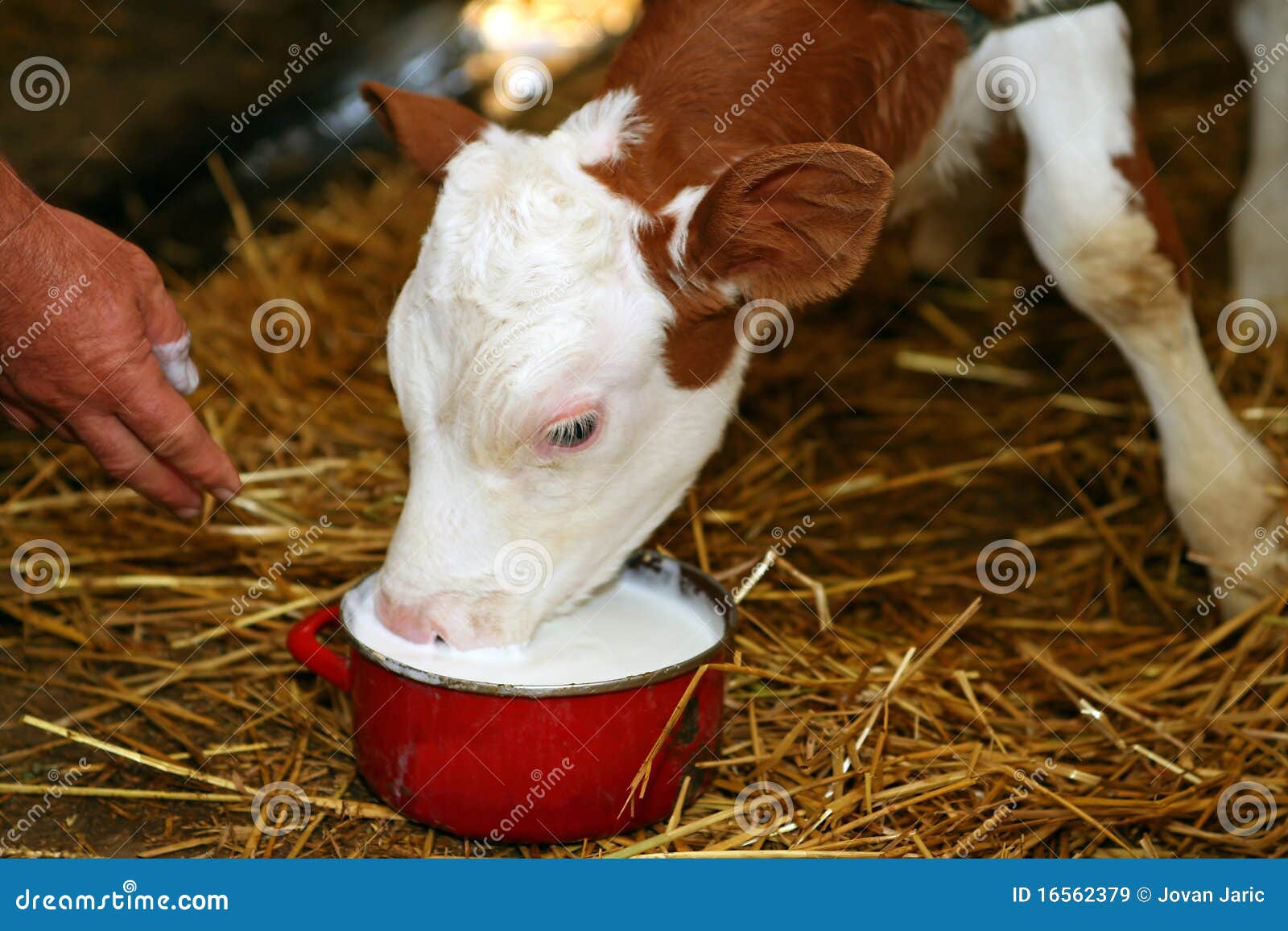 Little calf stock image. Image of mammal, grazing, countryside - 16562379