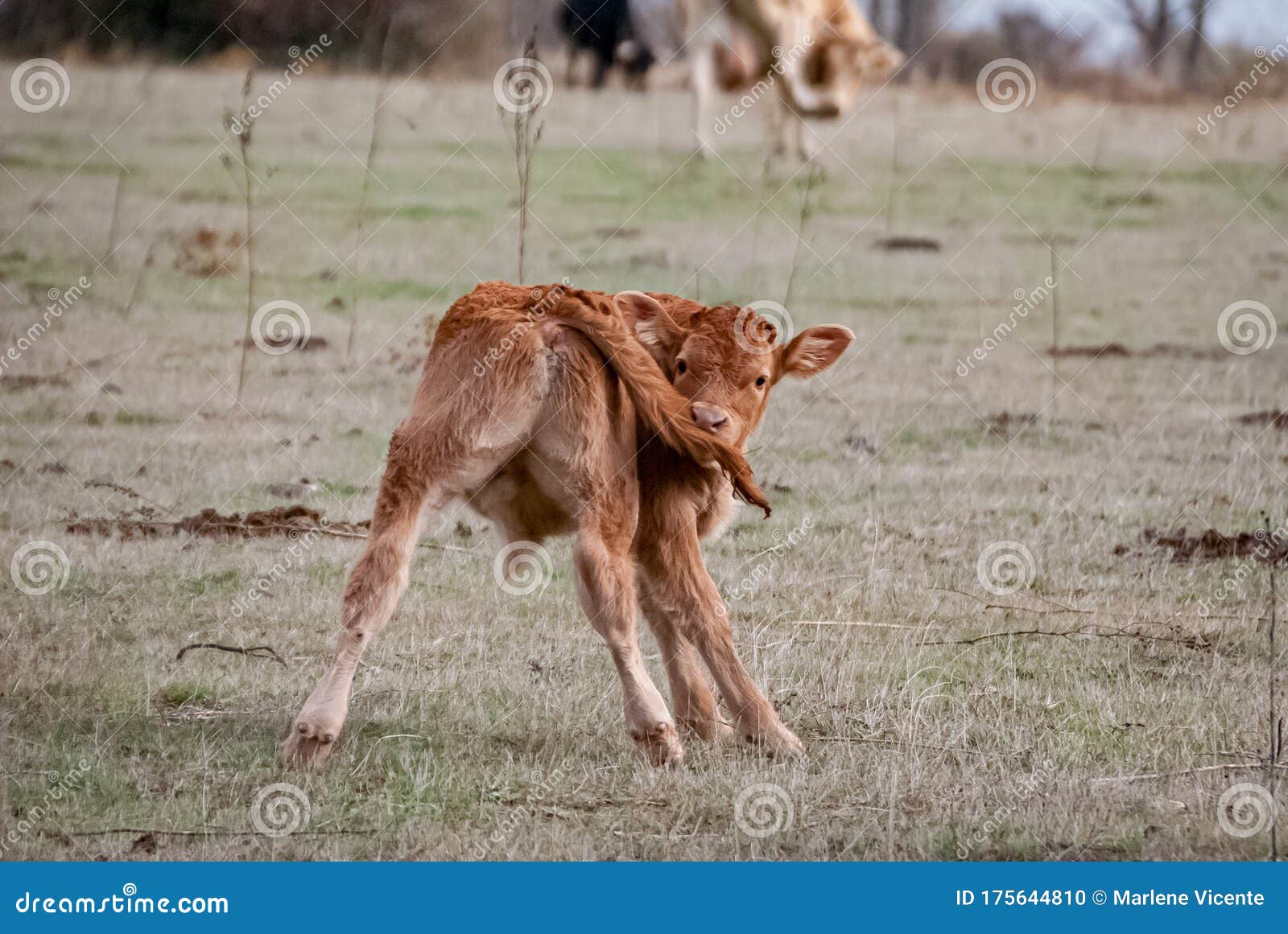 Little Calf Biting Its Tail Stock Photo - Image of village, animal ...