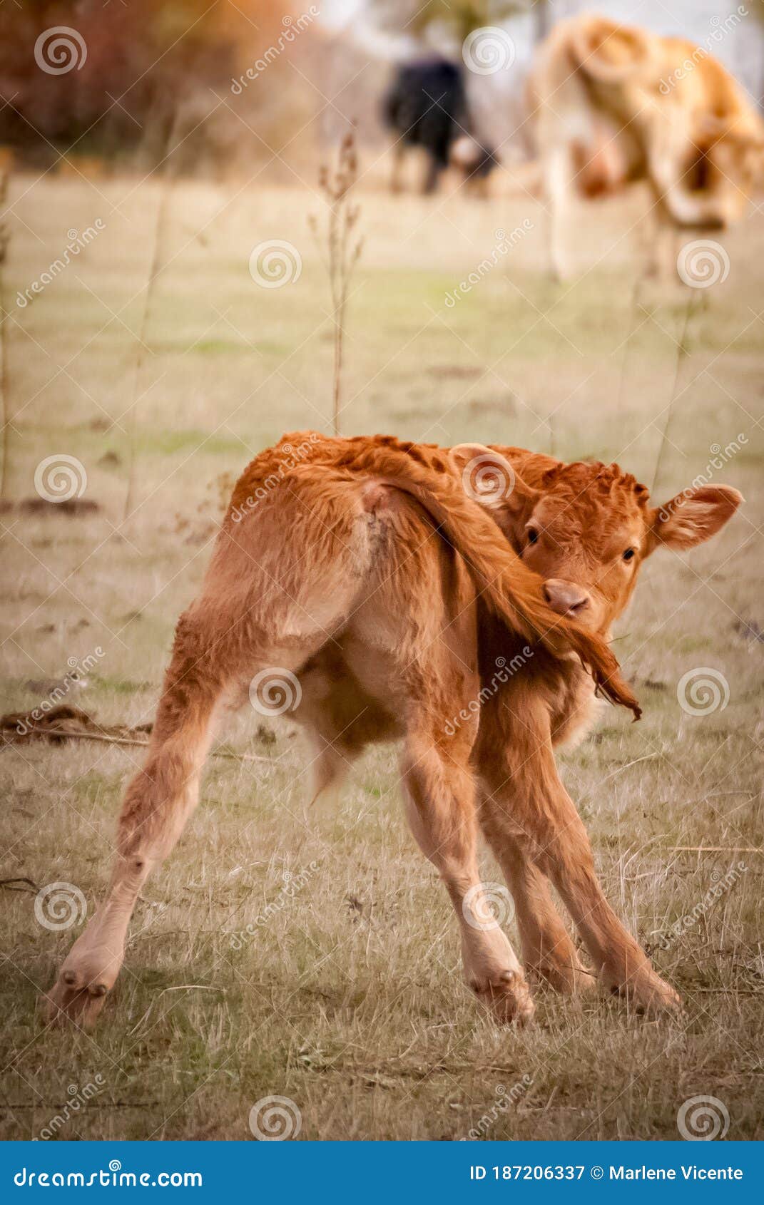 Little Calf Biting Its Tail Stock Image - Image of park, pasture: 187206337