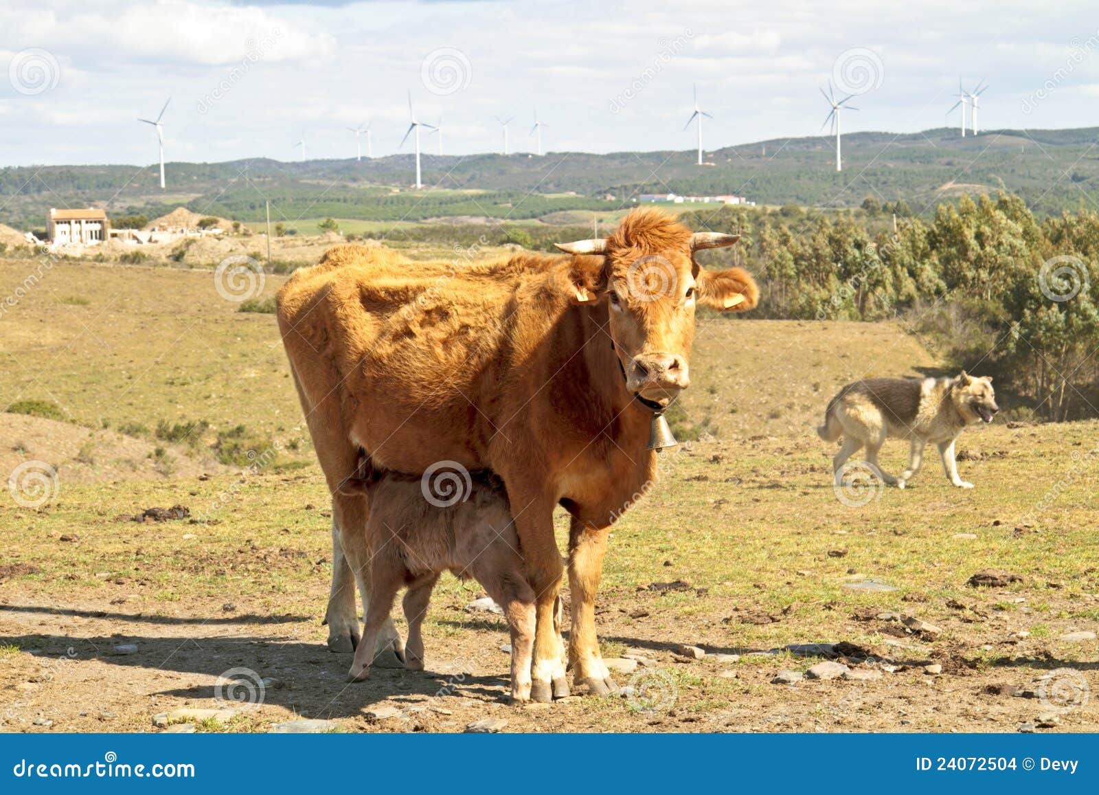 Little Calf Drinking from His Mama Cow Stock Photo - Image of mother ...