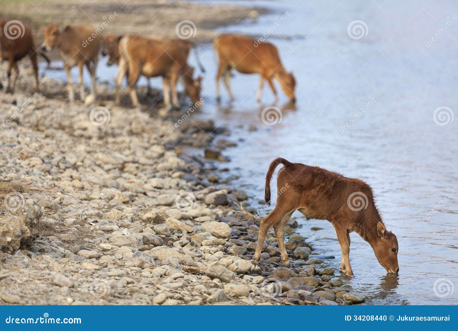 Little calf drinking water stock photo. Image of pond - 34208440