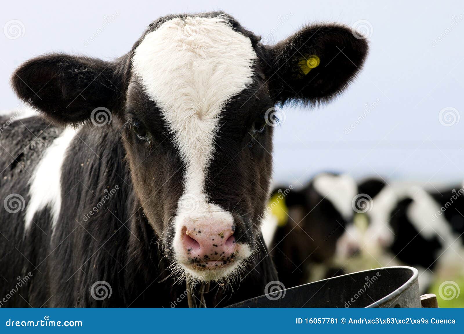 Little calf eating stock image. Image of cattle, innocence - 16057781