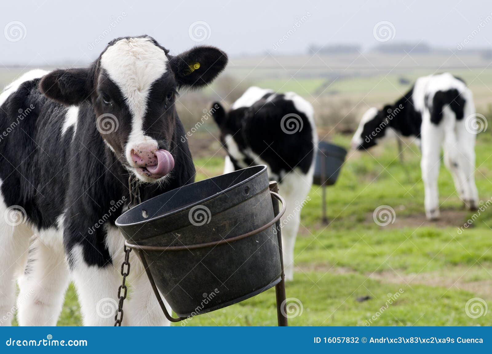 Little calf eating stock photo. Image of young, mammal - 16057832