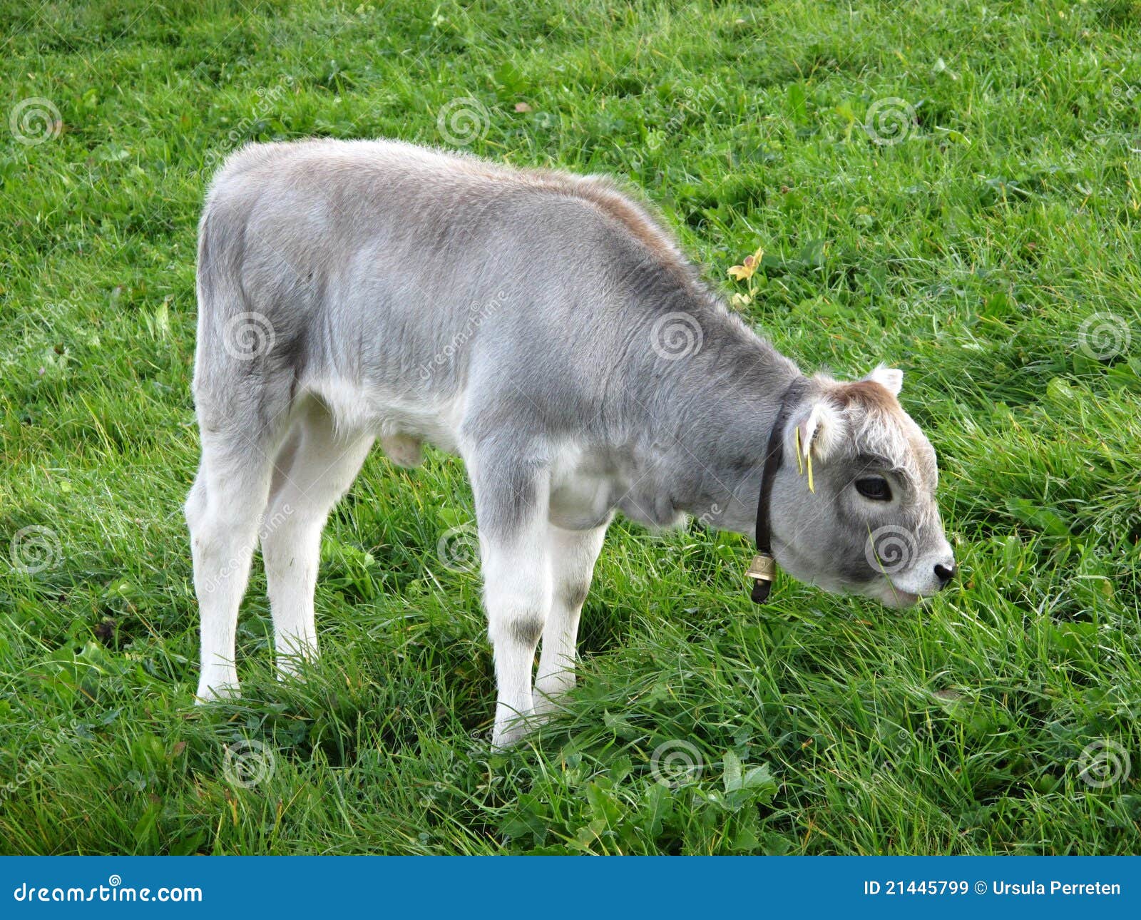 Little Calf Eating Green Grass Stock Image - Image of livestock, cute ...