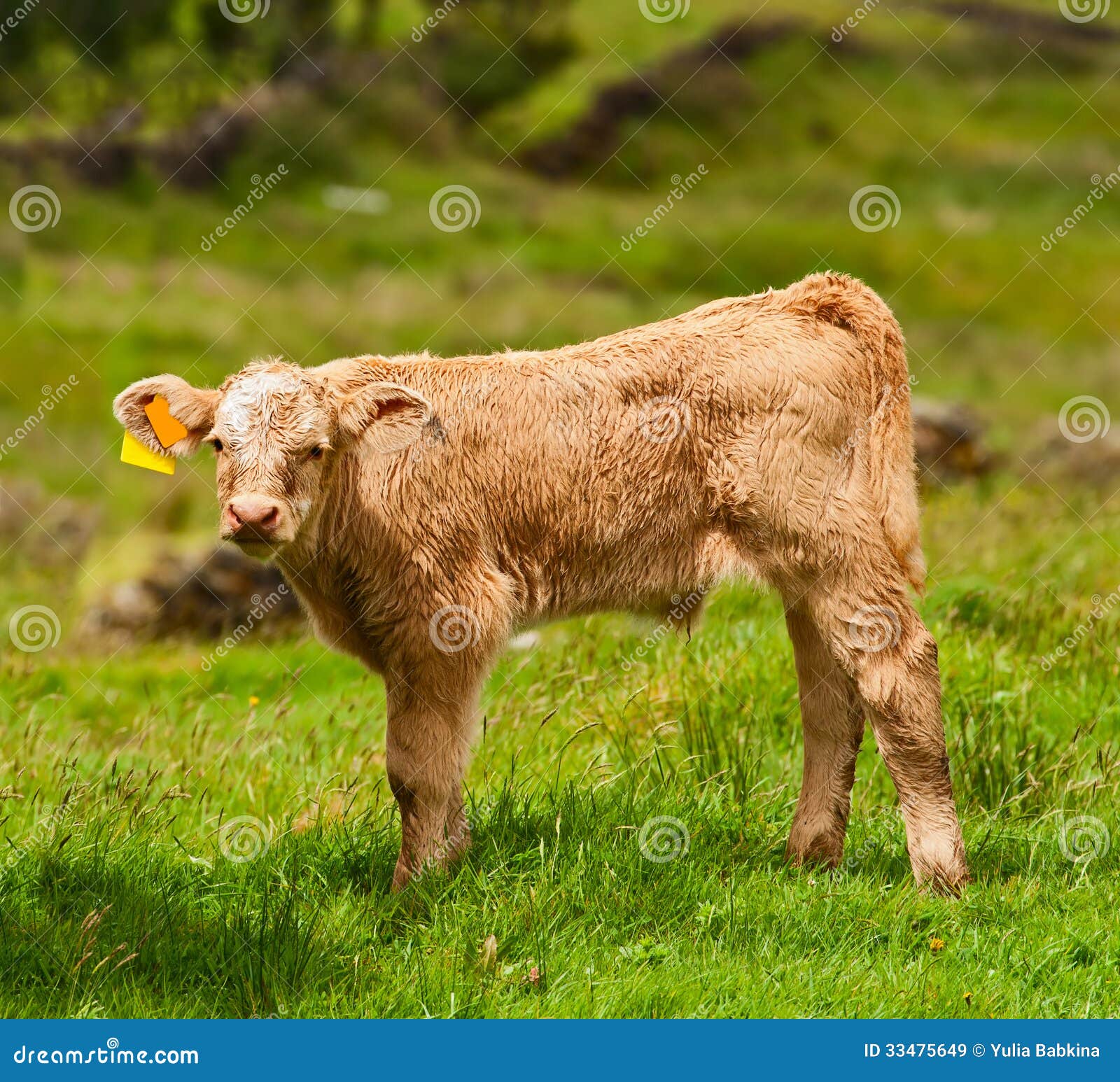 Little calf stock image. Image of dairy, mammal, animal - 33475649