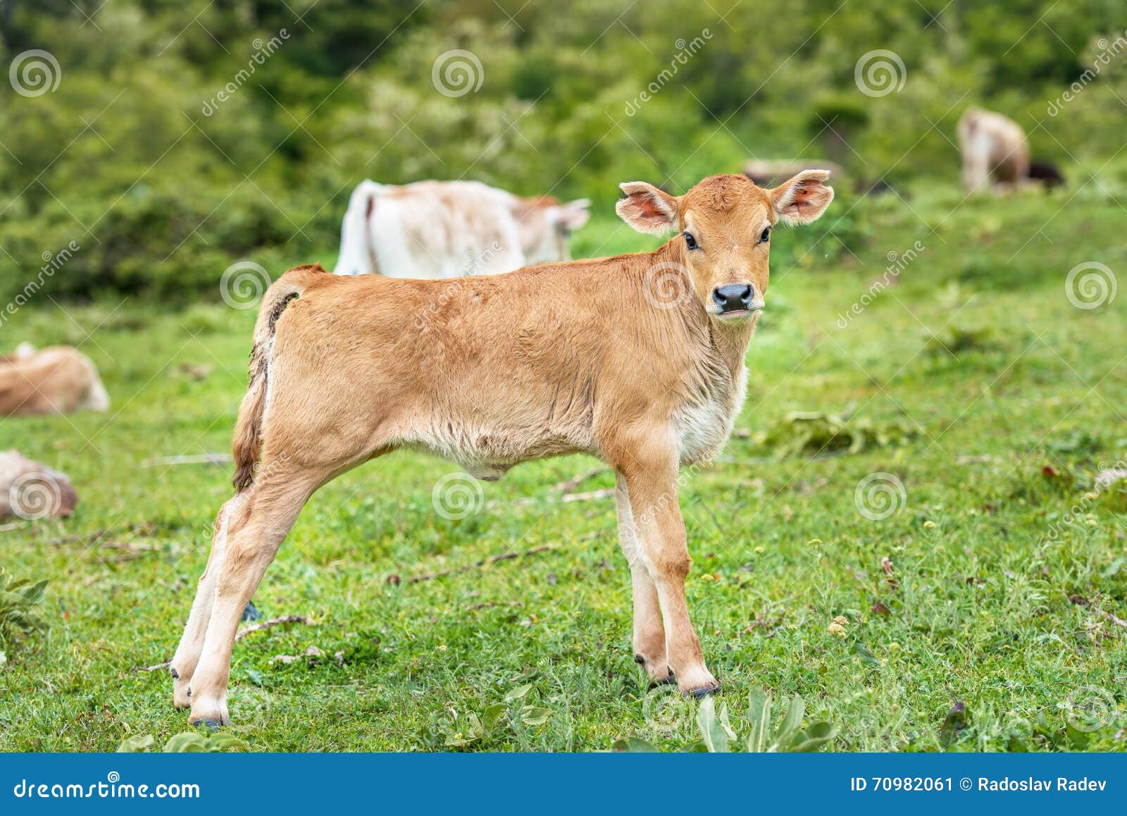Little Calf in Green Grass. Stock Image - Image of meadow, green: 70982061
