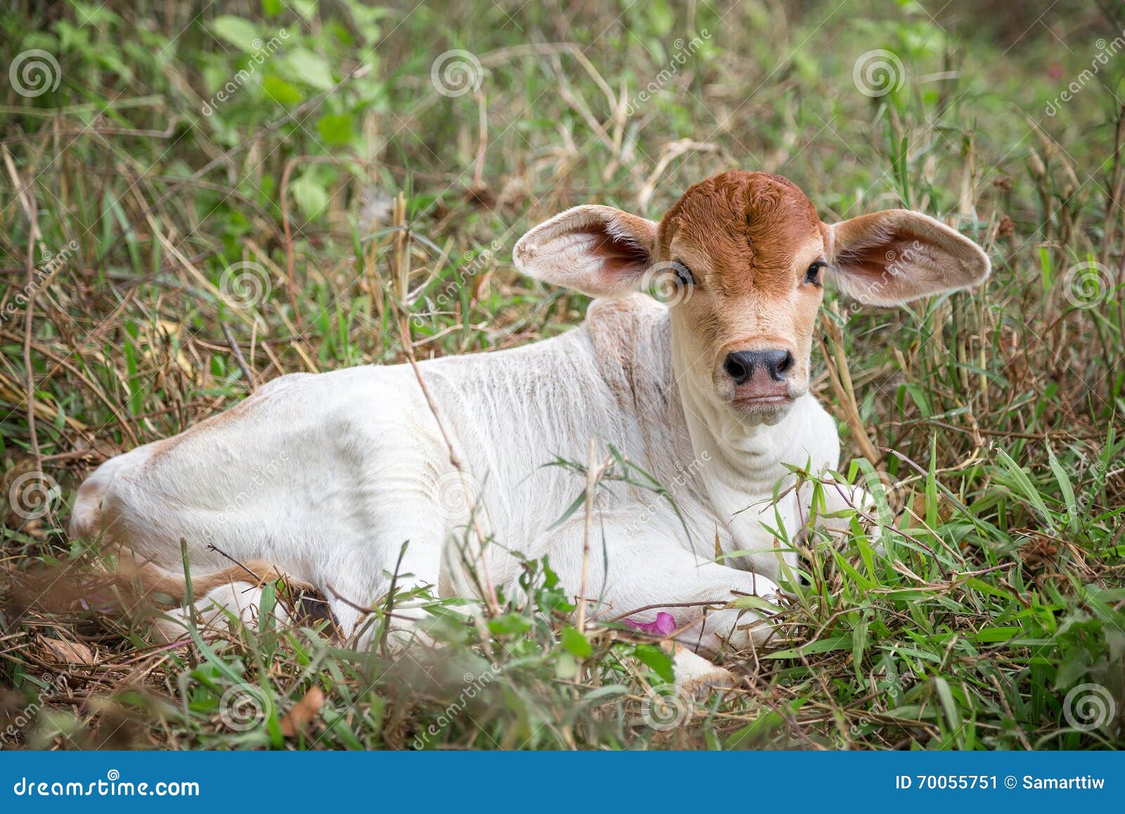 Little calf in green grass stock image. Image of calf - 70055751
