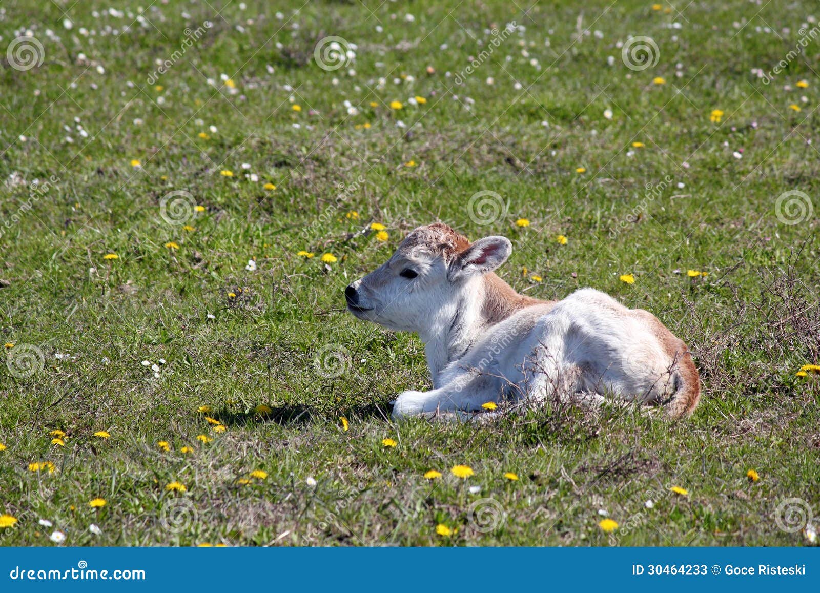 Little Calf Lying on Pasture Stock Image - Image of little, livestock ...