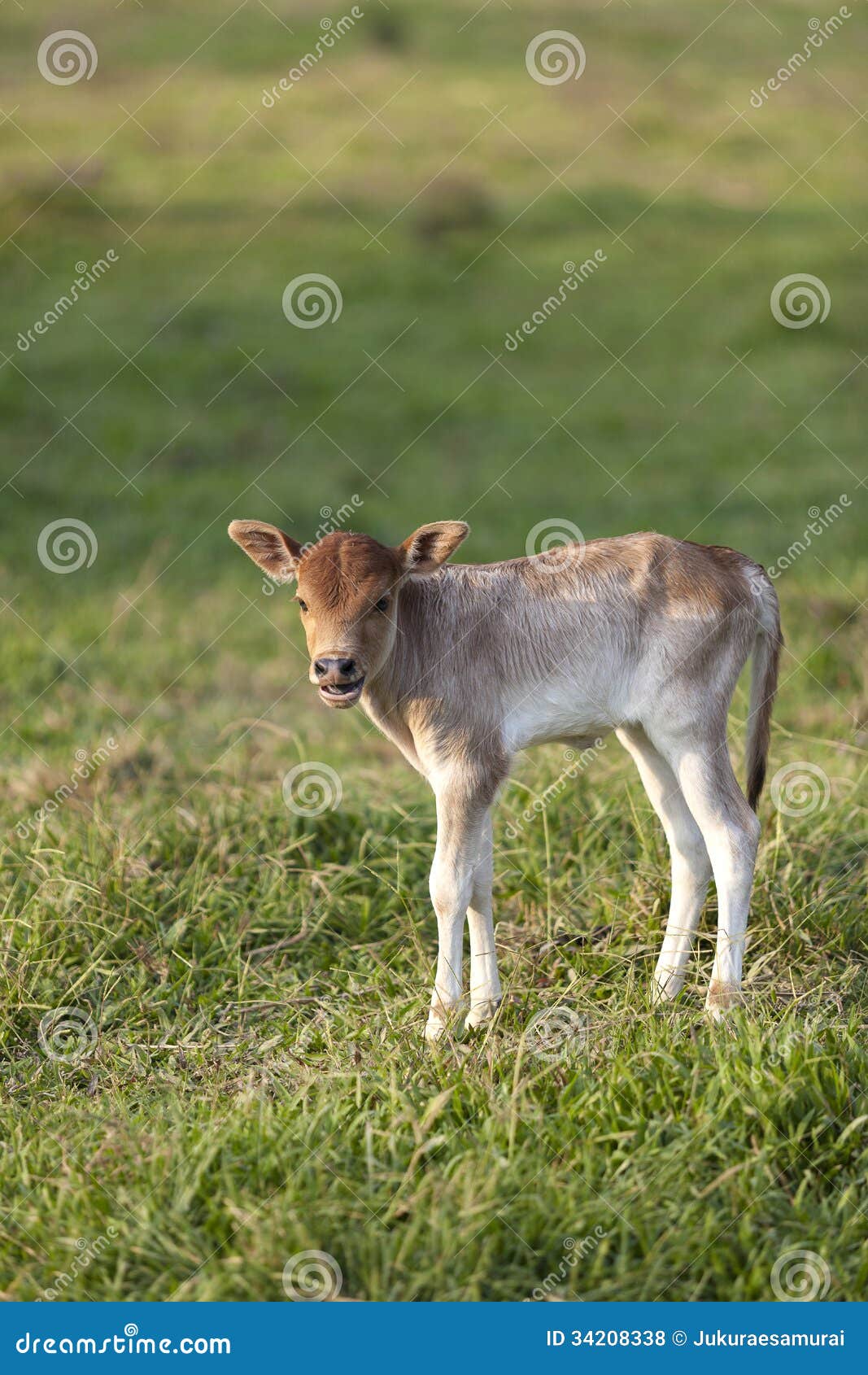 Little calf stock photo. Image of male, agriculture, meadow - 34208338