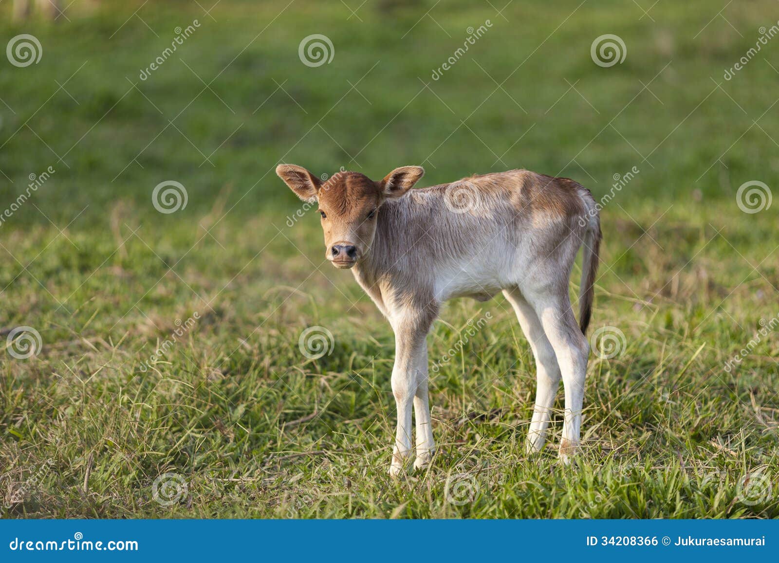 Little calf stock photo. Image of alone, bull, rural - 34208366