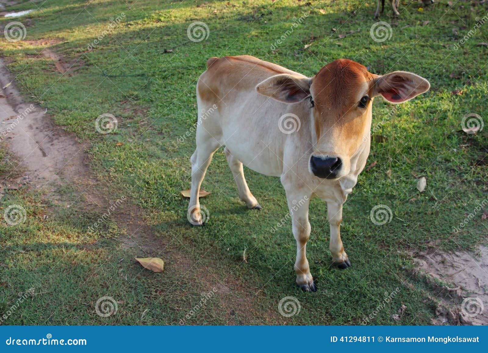 Little Calf Standing Alone in Green Pasture Stock Image - Image of ...