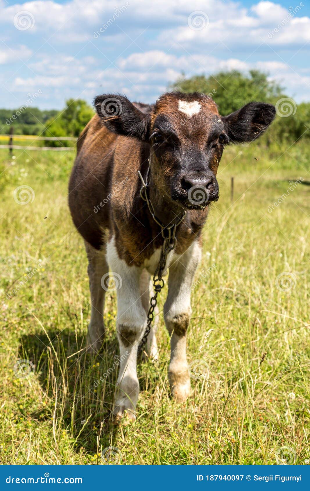 Little calf stock image. Image of cute, dairy, calves - 187940097