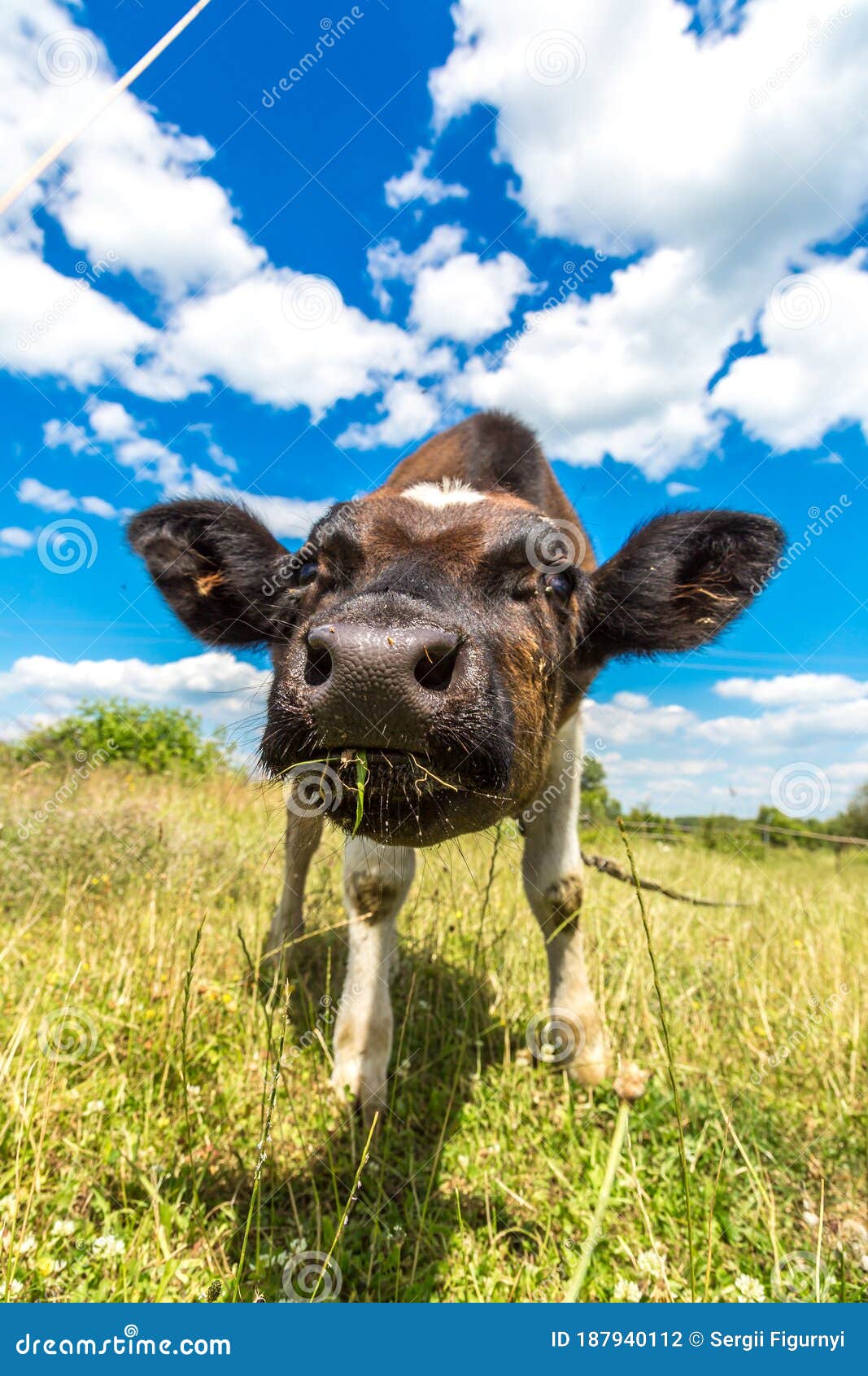 Little calf stock photo. Image of calves, farm, landscape - 187940112