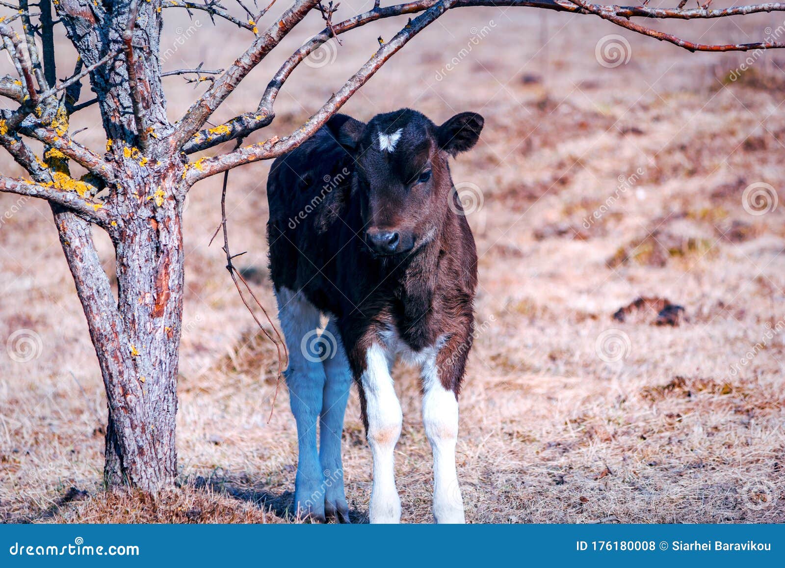 Little Calf Stands Near a Tree Stock Photo - Image of child, husbandry ...