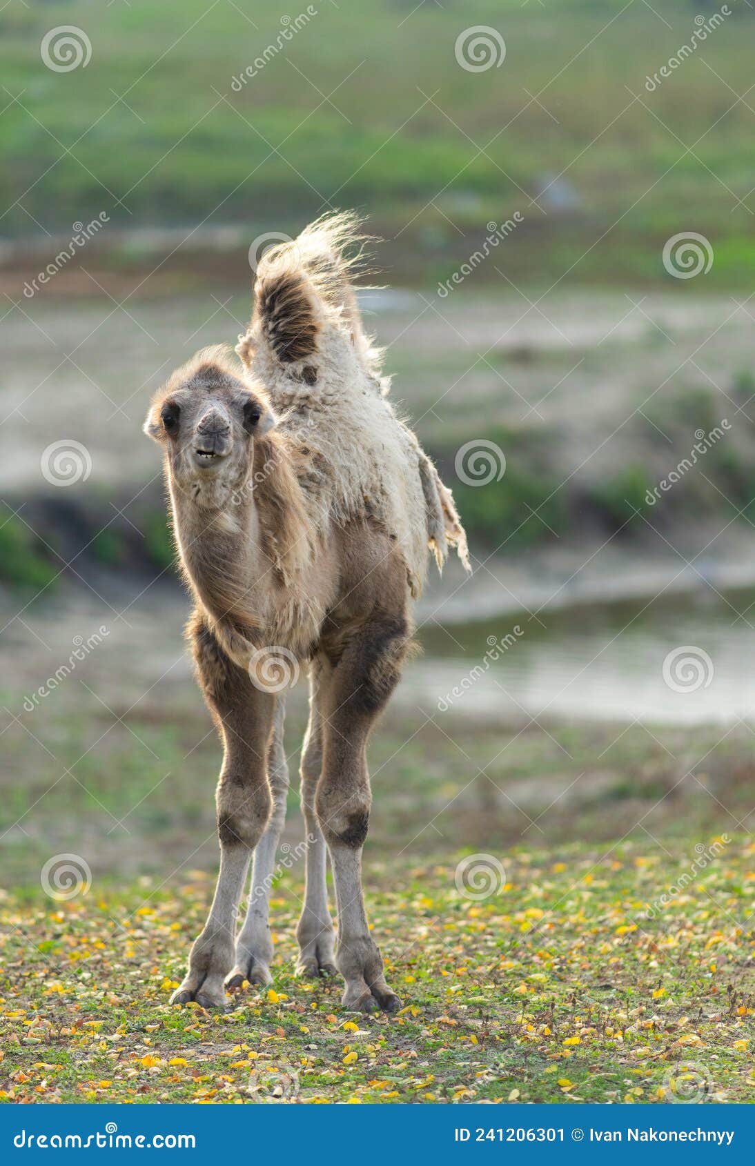 Little camel in nature stock image. Image of middle - 241206301