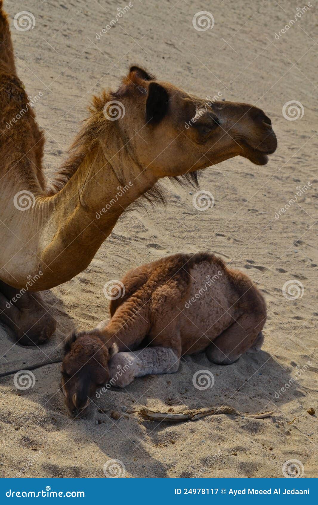 Little Camel Under His Mother Wing Stock Image - Image of male ...