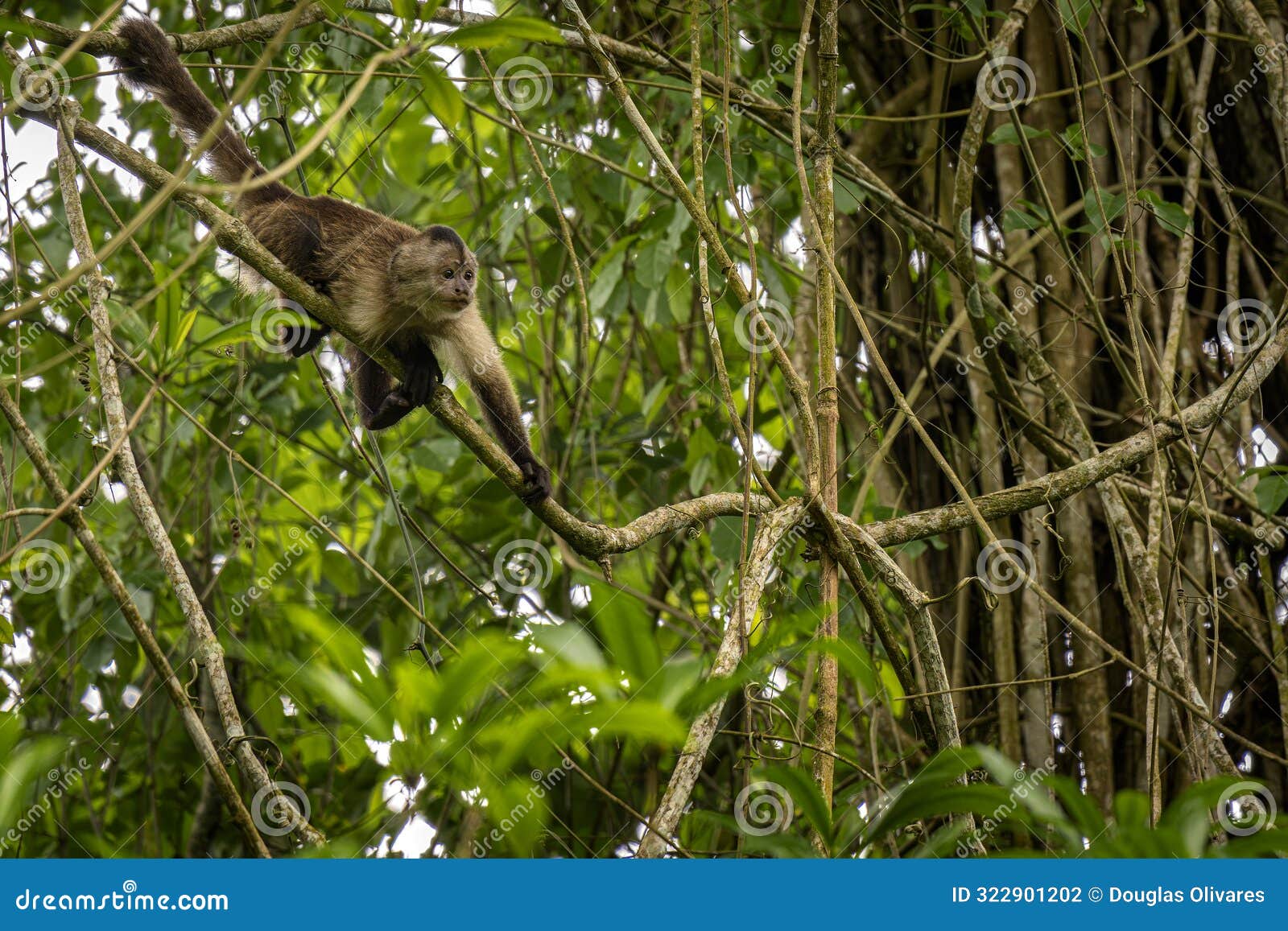 Little Capuchin Monkey on a Branch. Stock Photo - Image of animal ...