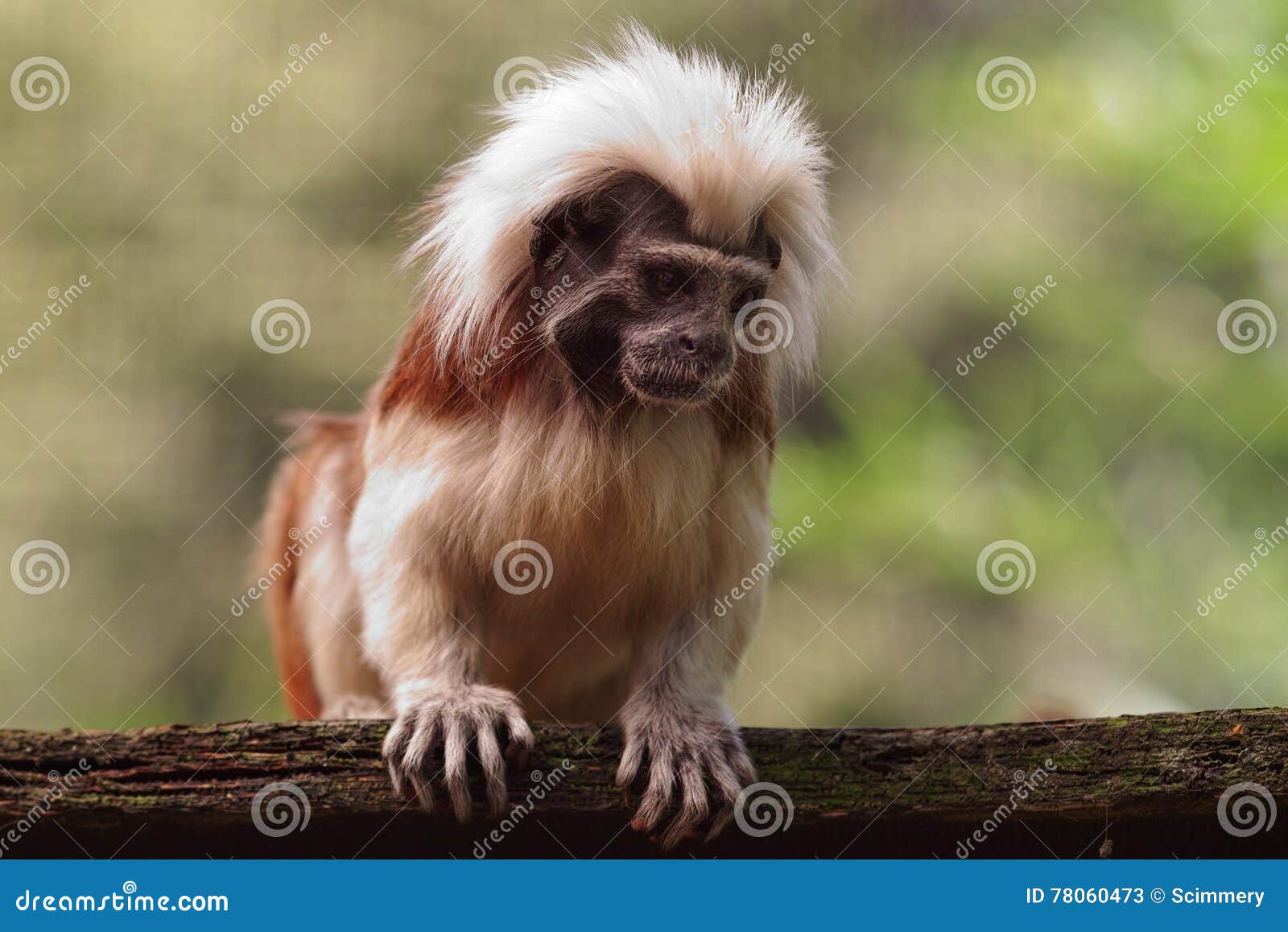 Little capuchin monkey stock image. Image of head, green - 78060473
