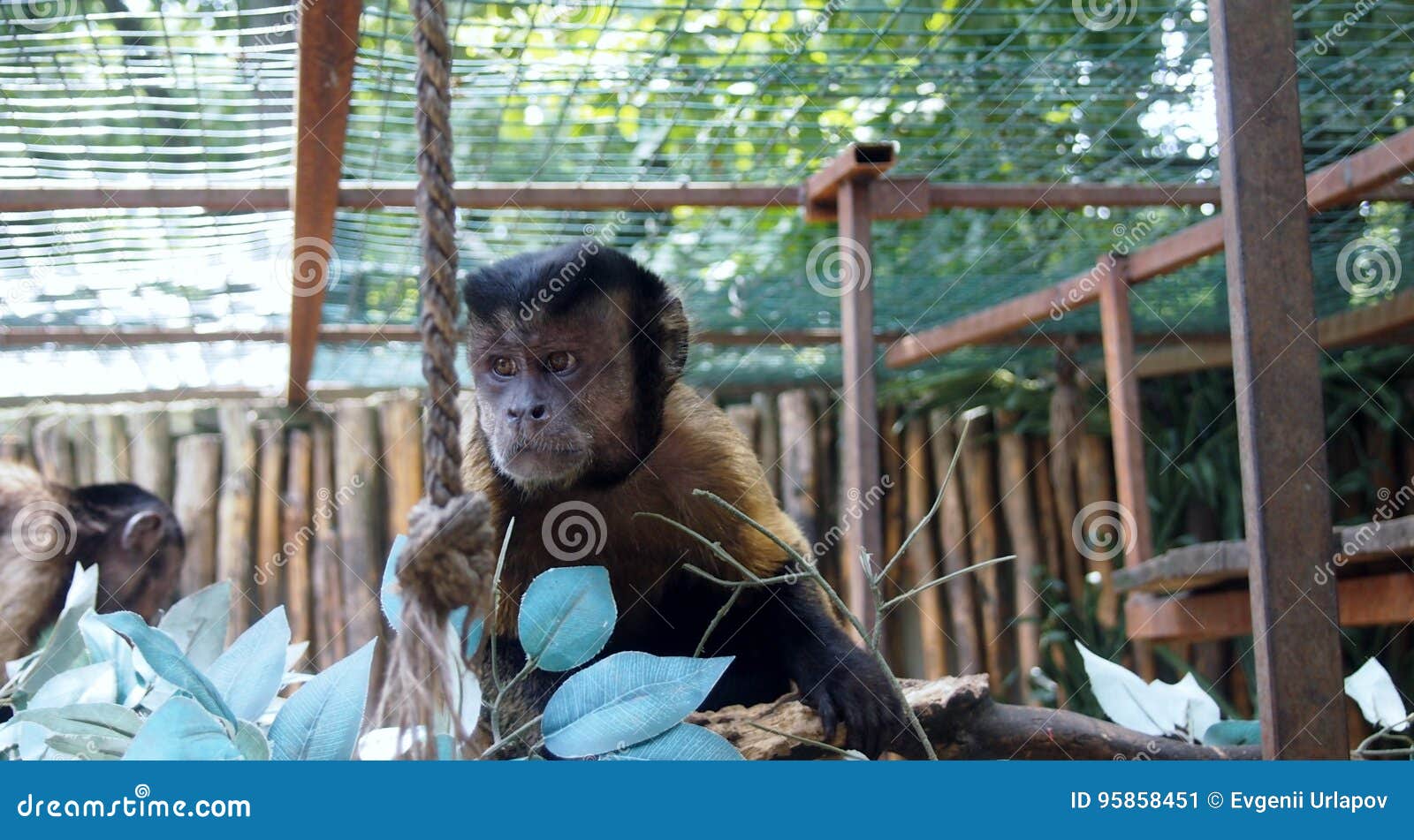 Little Capuchin Monkey in the Zoo Stock Image - Image of nature, small ...
