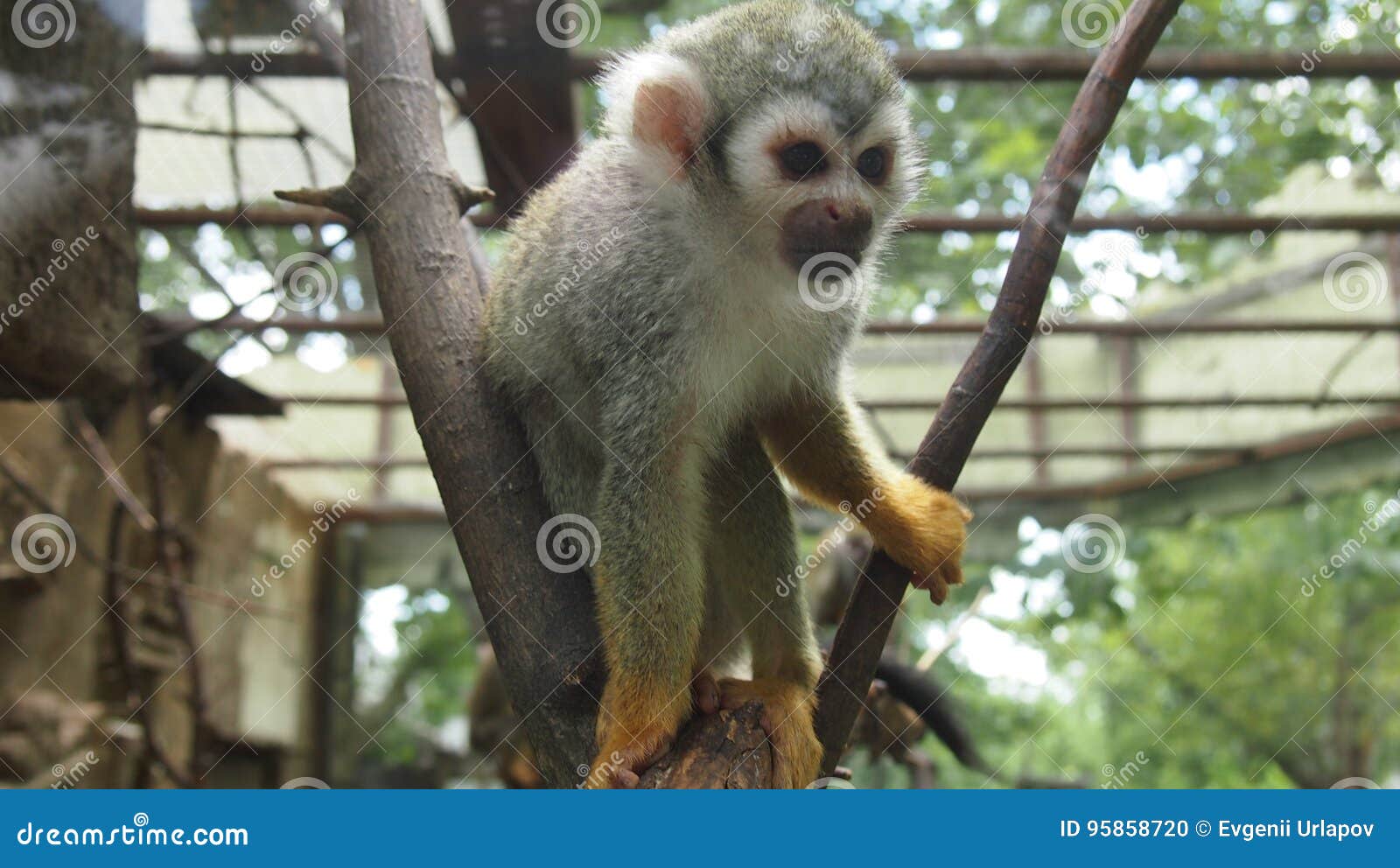 Little Capuchin Monkey in the Zoo Stock Photo - Image of little, small ...