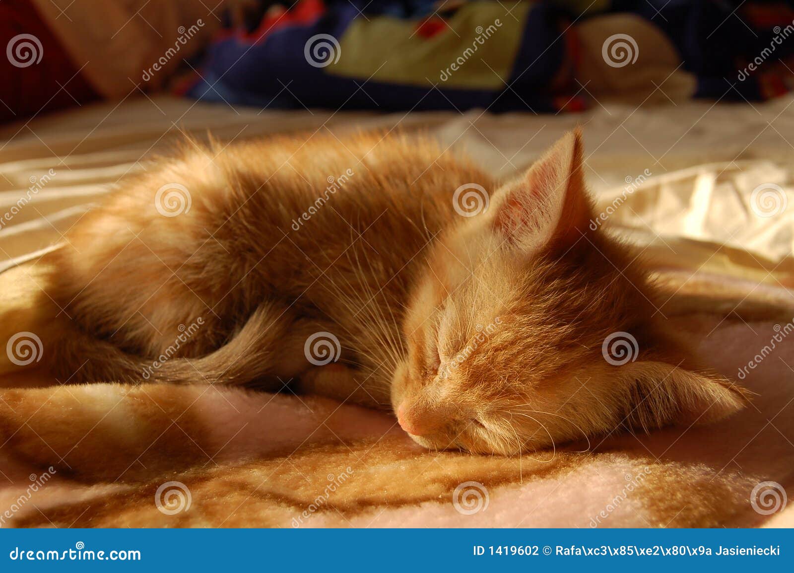 Little cat stock photo. Image of calm, dream, baby, friend - 1419602