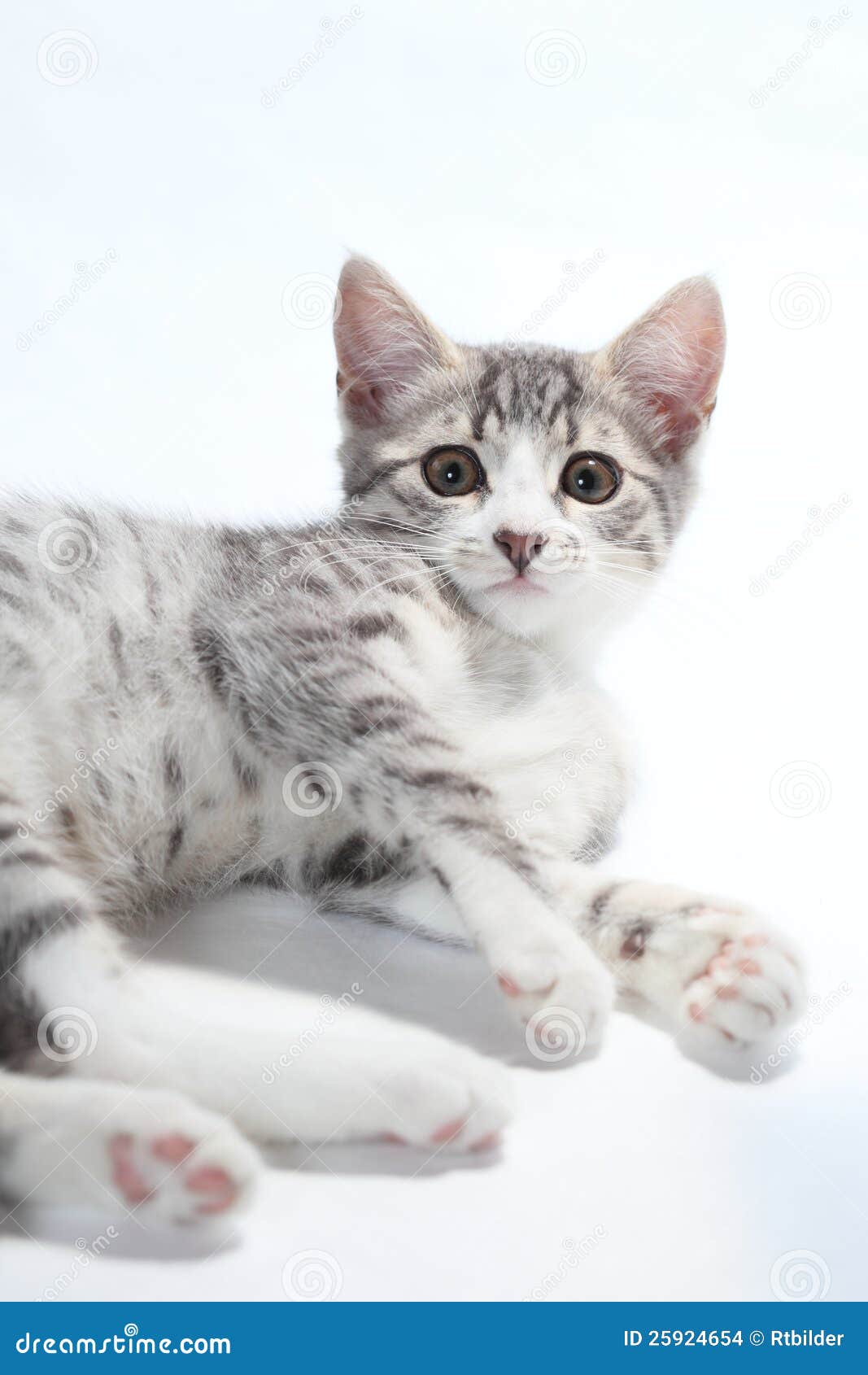 Little cat stock photo. Image of little, curious, cute - 25924654