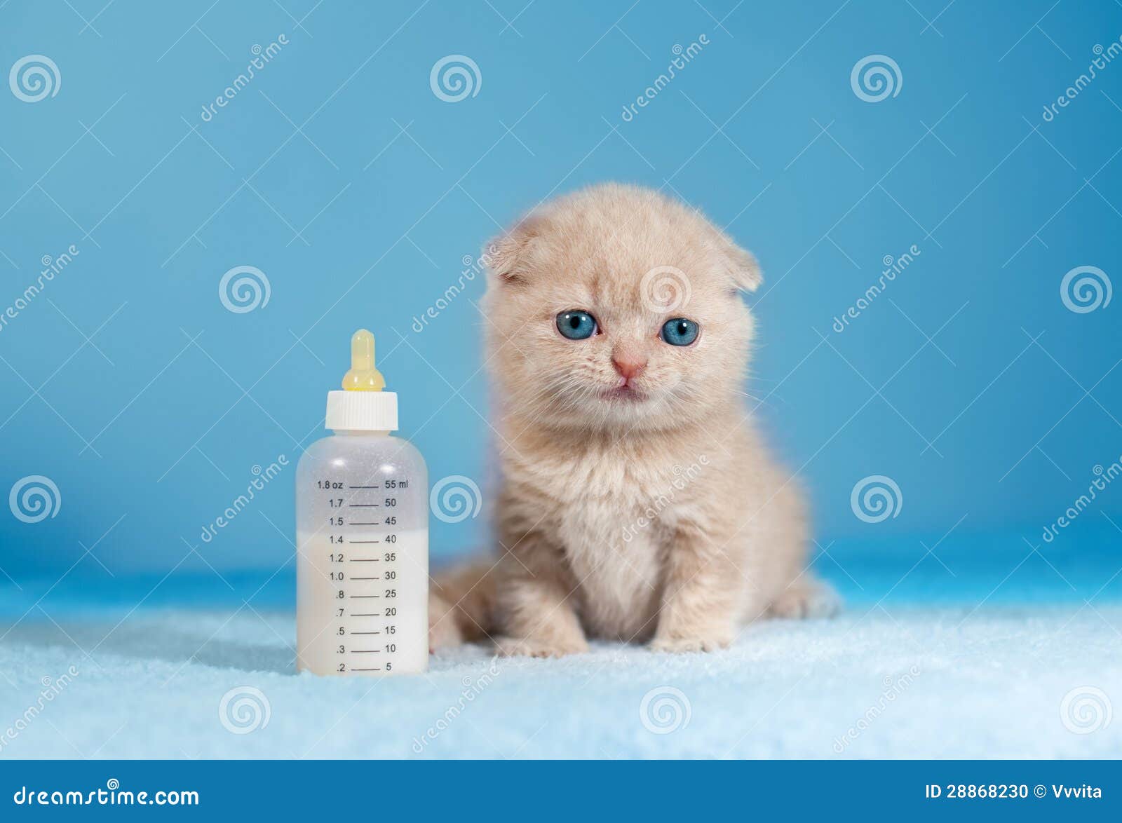 Little cat stock photo. Image of drink, medical, tiny - 28868230
