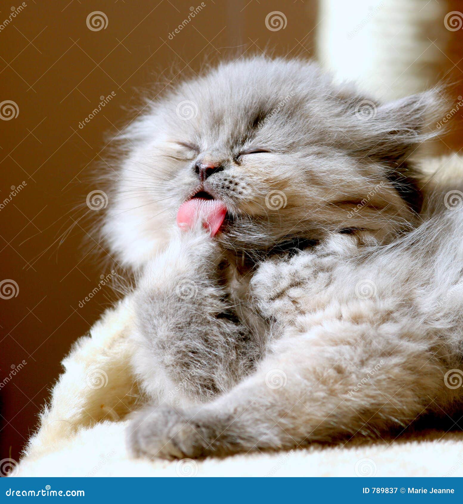 Little Cat stock image. Image of junior, little, small - 789837