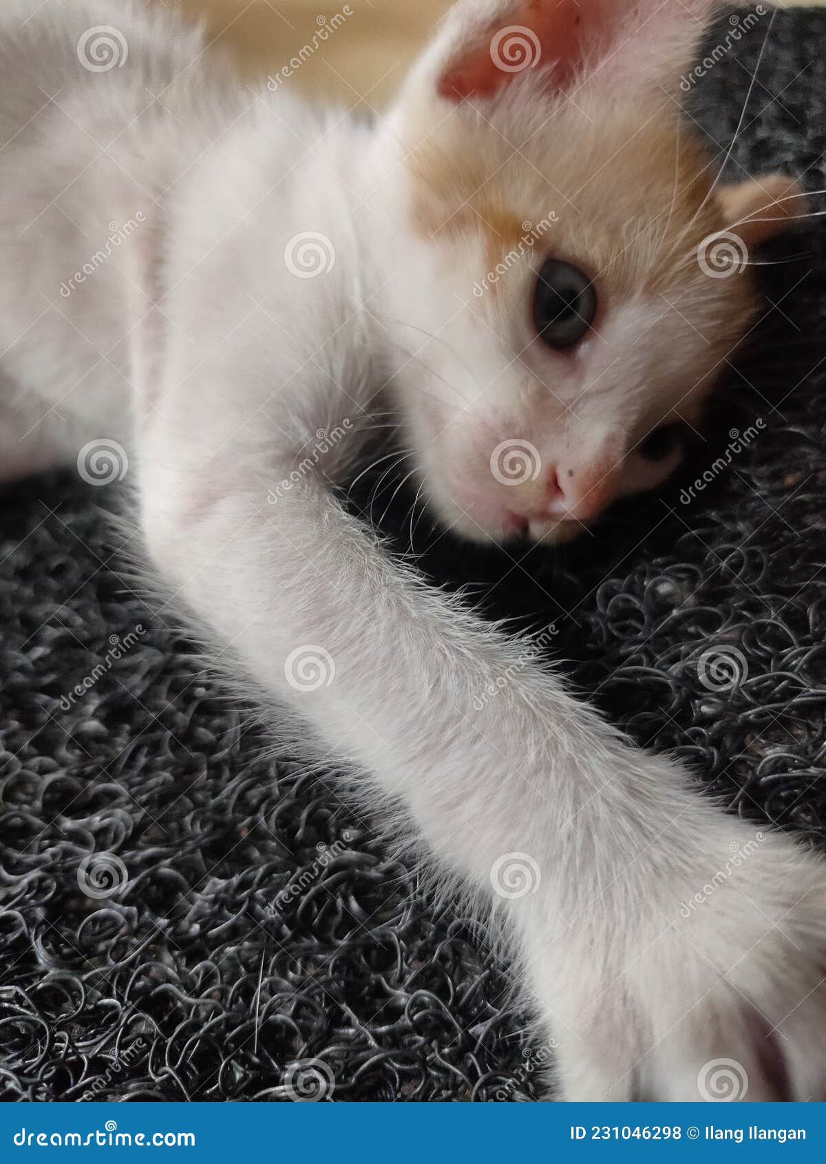 Little cat alan stock photo. Image of animal, white - 231046298