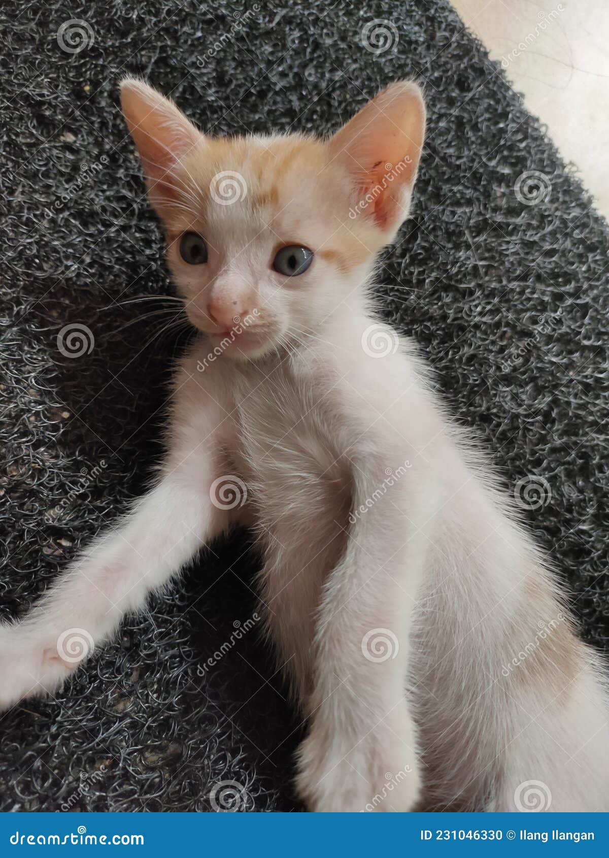 Little cat alan stock photo. Image of mammal, animal - 231046330