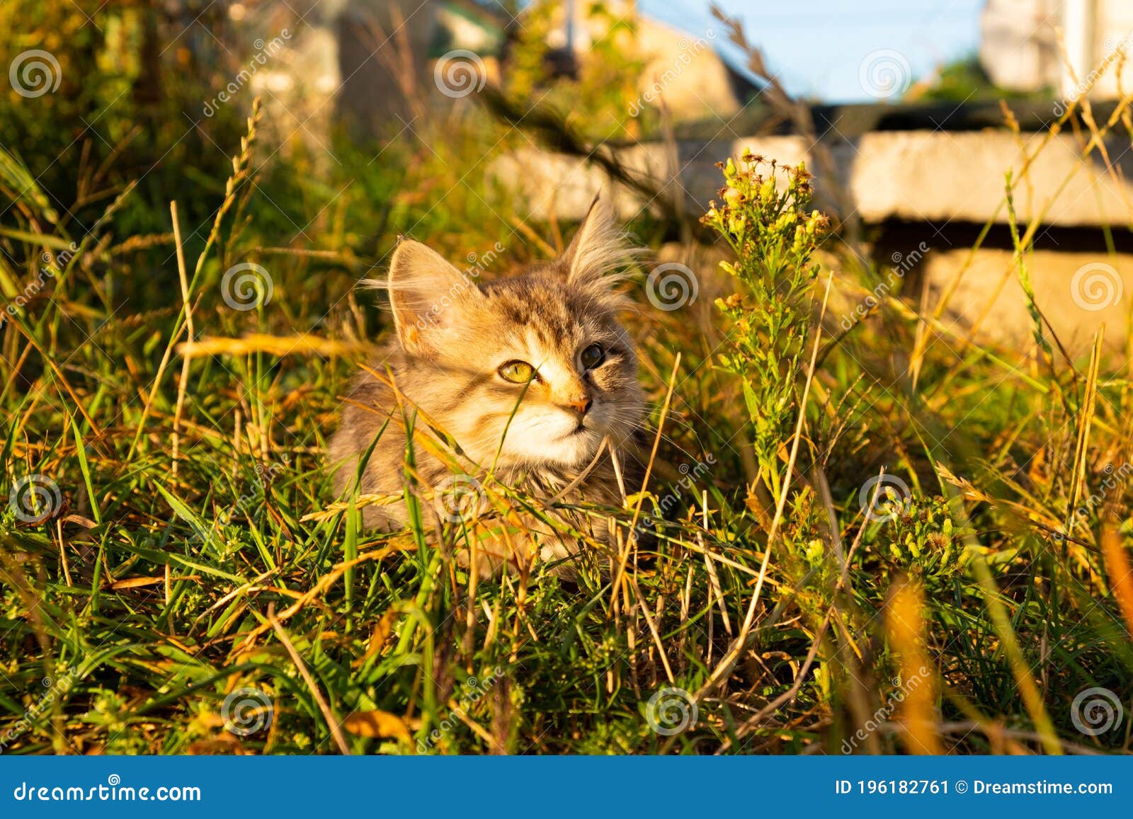 Little Cat Basking in the Sunn Stock Image - Image of furry, curious ...