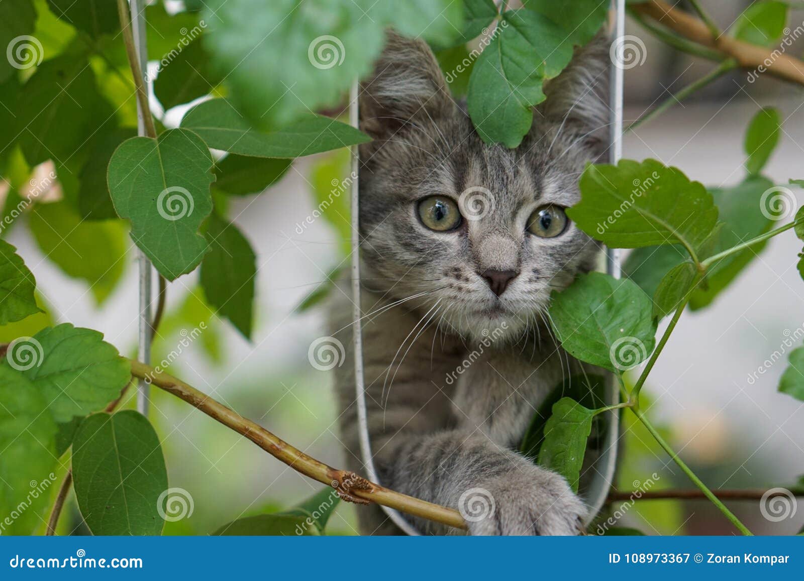Cat Behind the Fence Surrounded by Leaves Stock Image - Image of animal ...