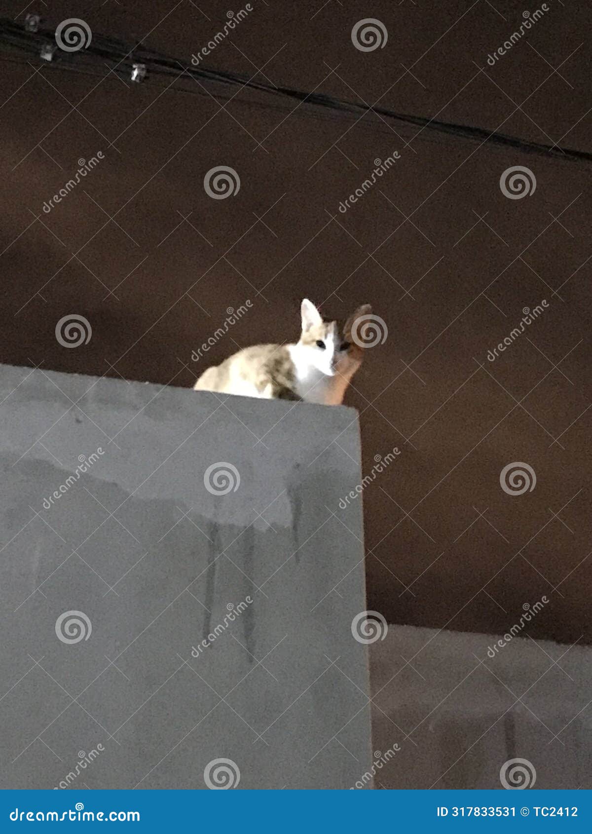 Little Cat on the Edge of a Wall Stock Image - Image of nature, closeup ...