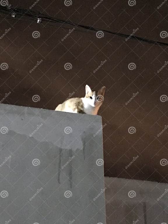 Little Cat on the Edge of a Wall Stock Image - Image of nature, closeup ...