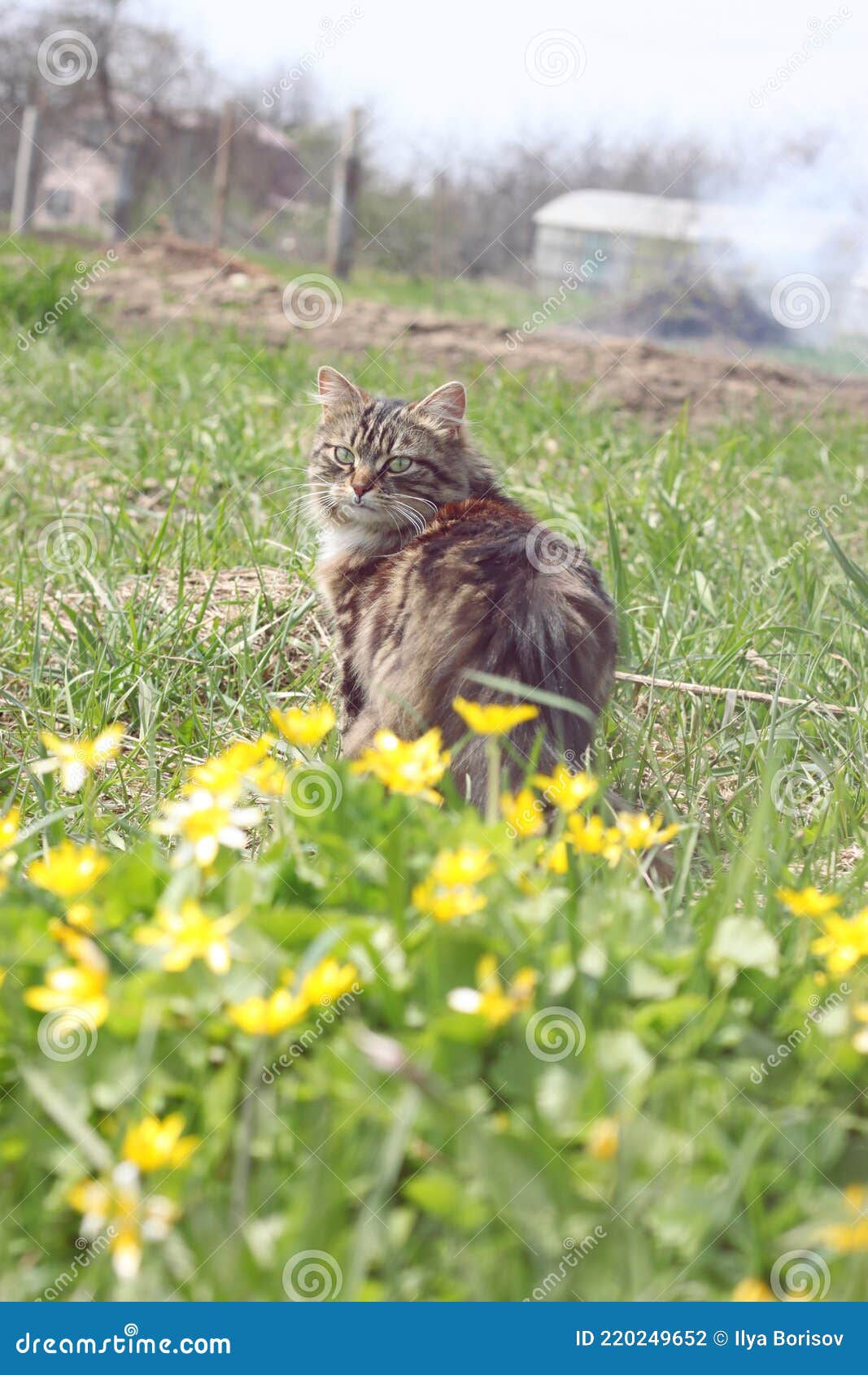 Little cat in the field stock photo. Image of kitten - 220249652