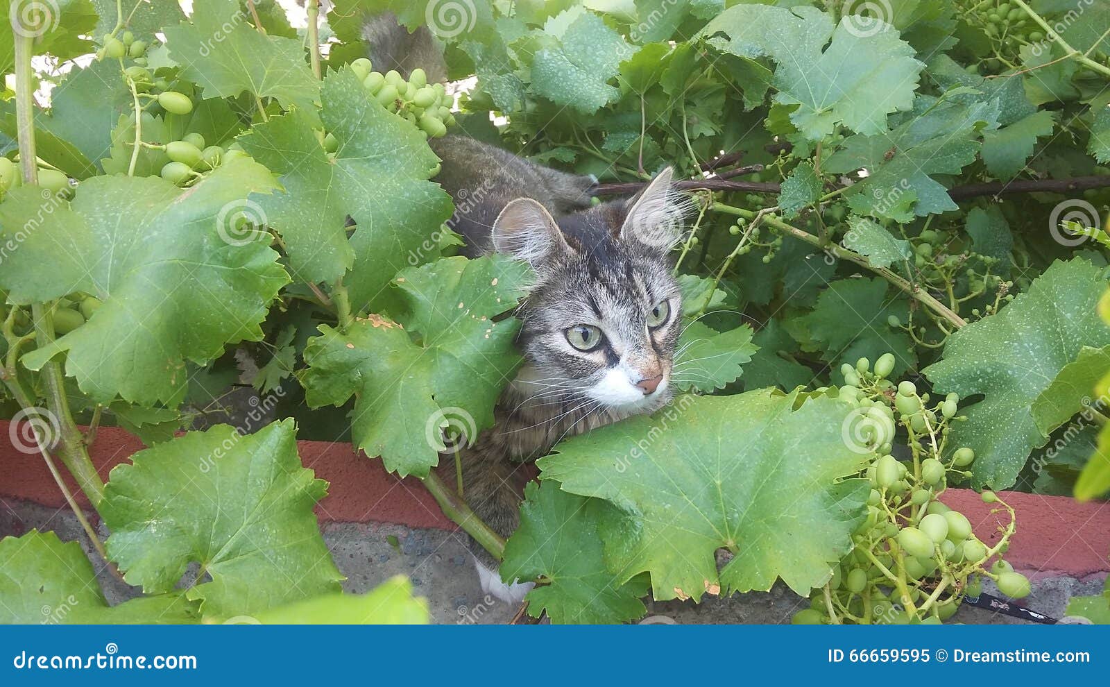 Little cat stock image. Image of little, wild, garden - 66659595