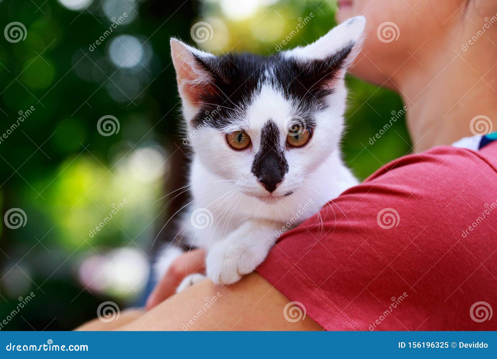 Little cat in her arms stock image. Image of color, small - 156196325