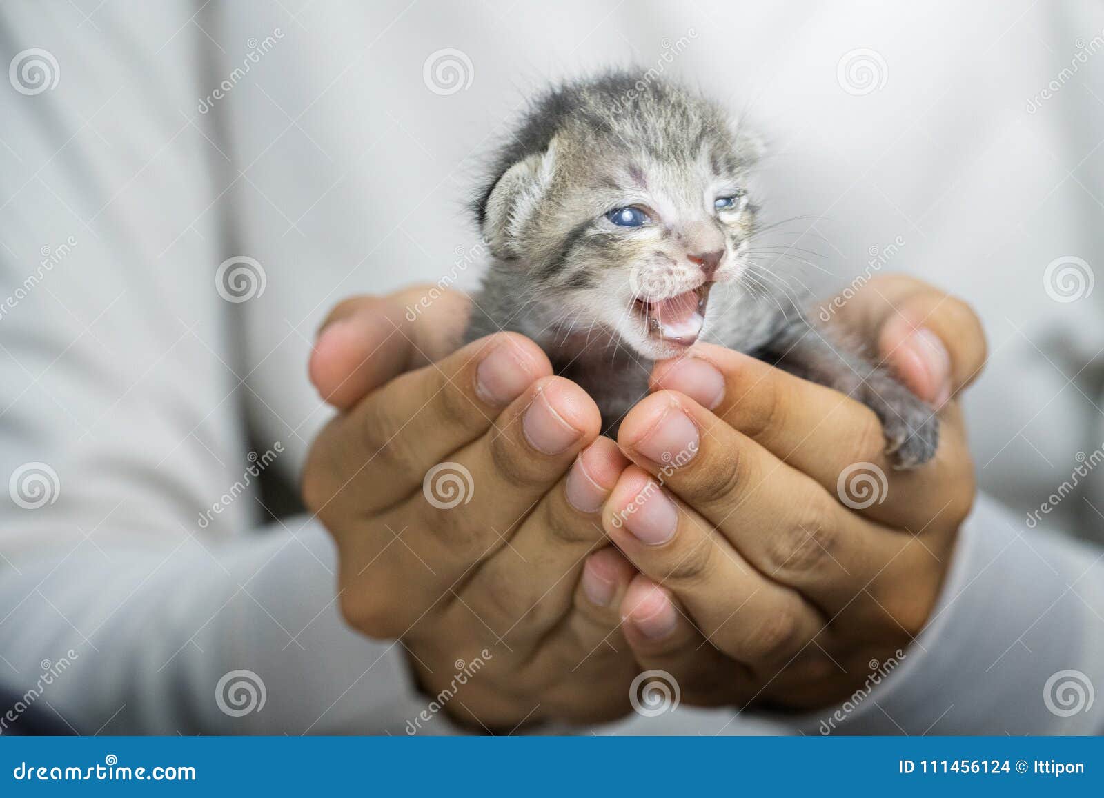Little cat in human hands stock photo. Image of owner - 111456124