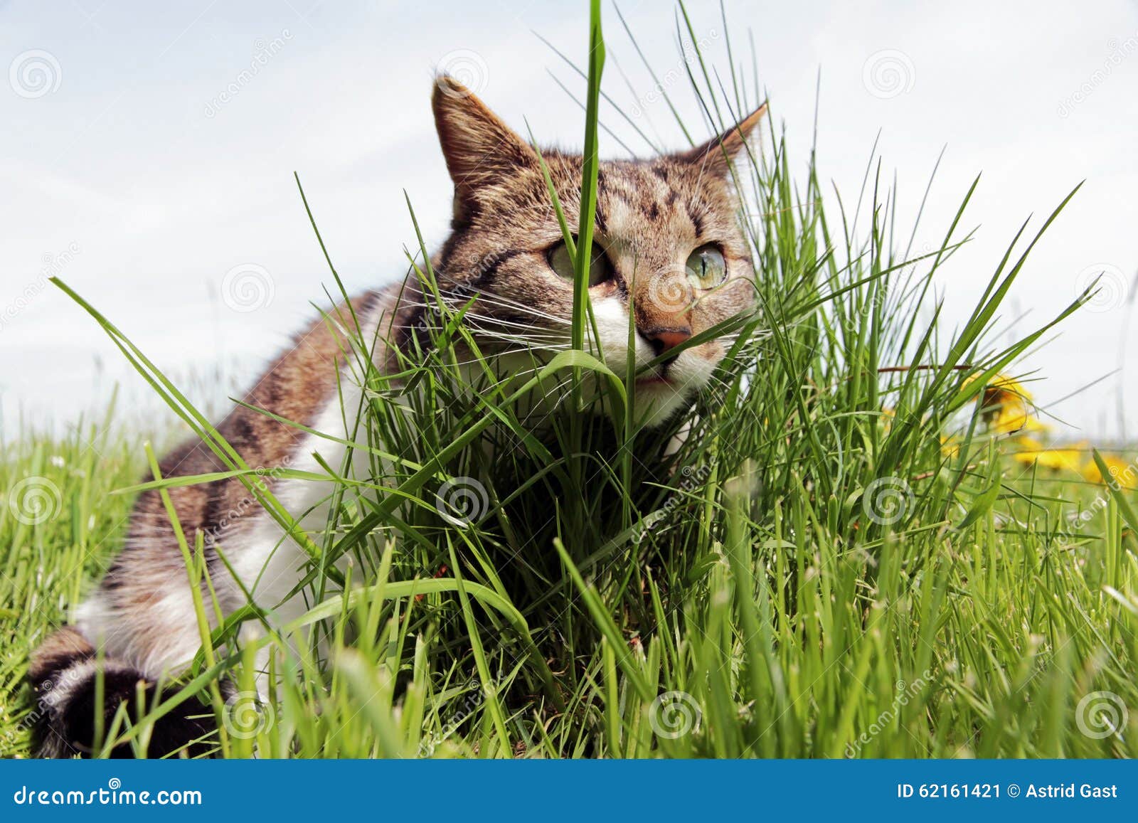 A Little Cat on the Hunt Hiding Stock Image - Image of meadow, calm ...