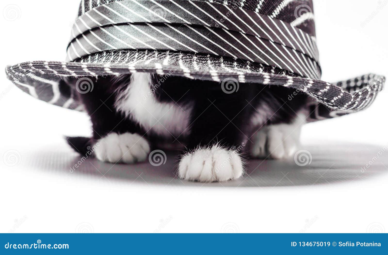 Little Kitten with White and Black Fur Hiding Under a Hat Stock Image ...