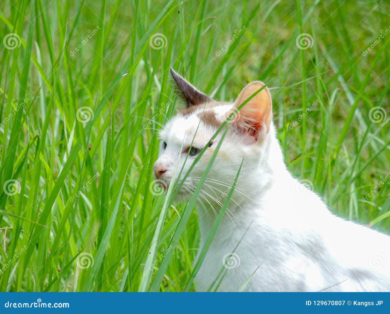 Little cat in the lawn stock image. Image of animal - 129670807